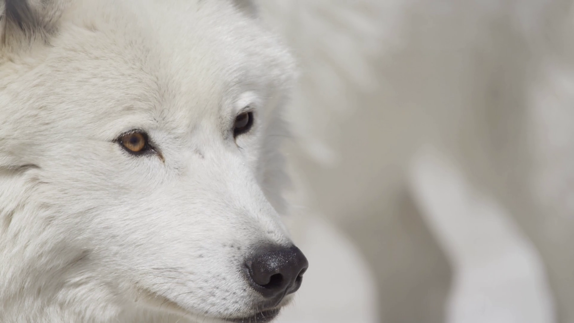 Canadian Wildlife Arctic Wolf Extreme Close Stock Footage SBV-348565907 ...