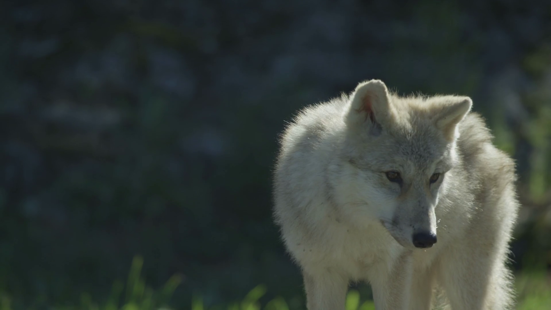 Canadian Wildlife Arctic Wolf In Canadian Stock Footage SBV-348501526 ...