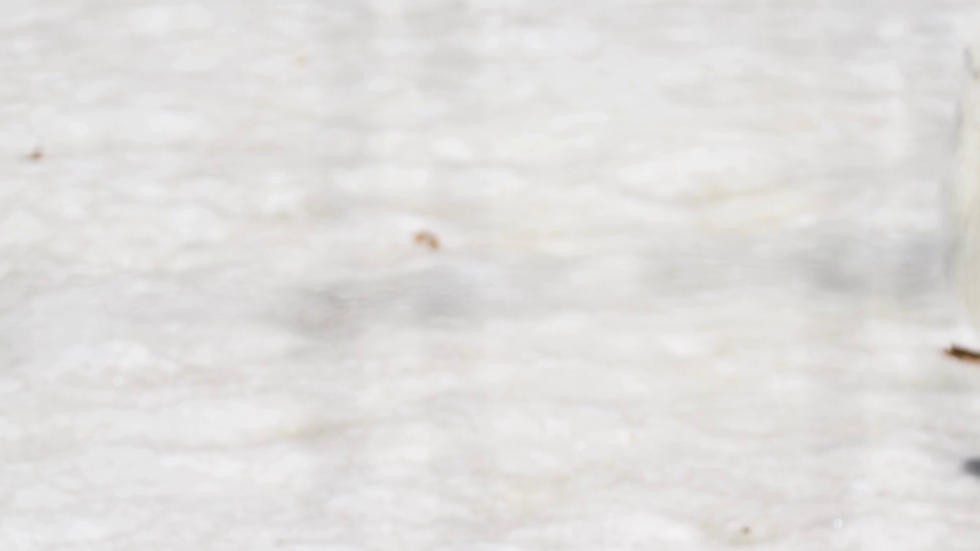 Canadian Wildlife Arctic Wolf Pan To Pack Stock Footage SBV-348565926 ...