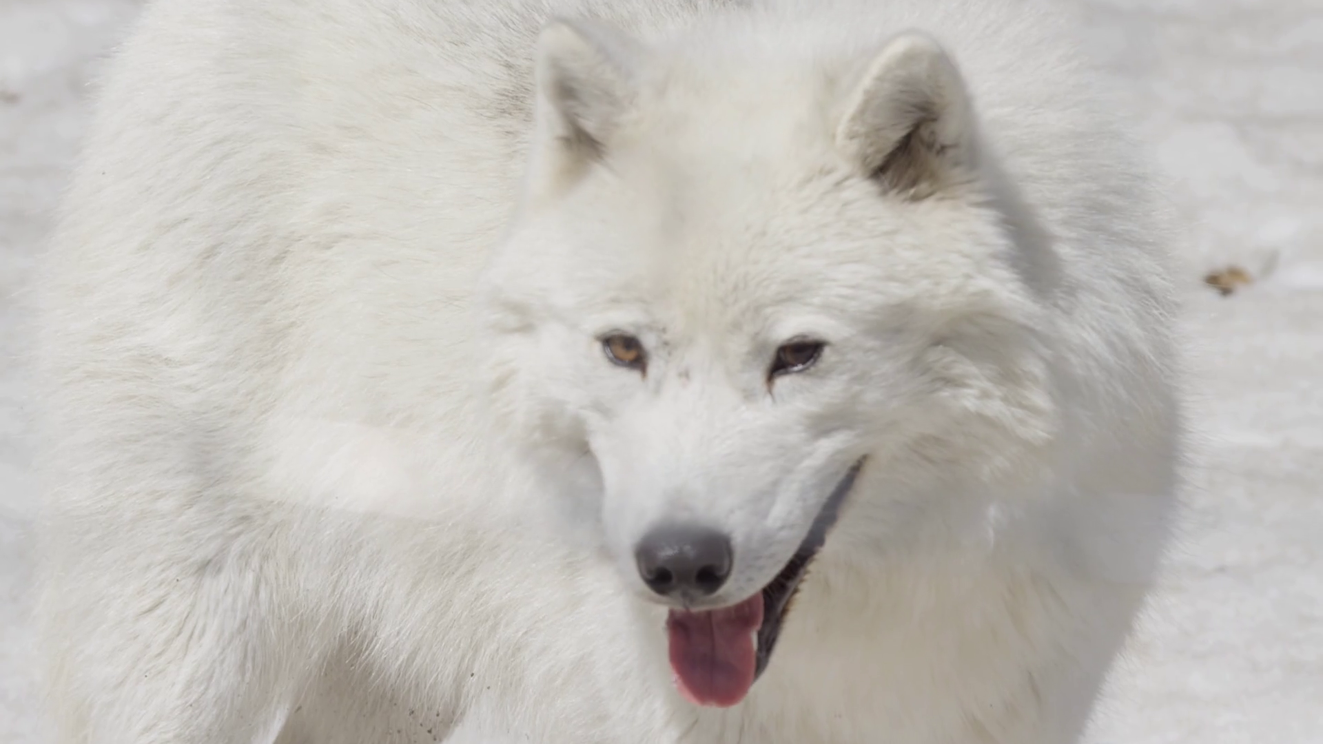 Canadian Wildlife Arctic Wolf Panting In Snow Stock Footage SBV ...