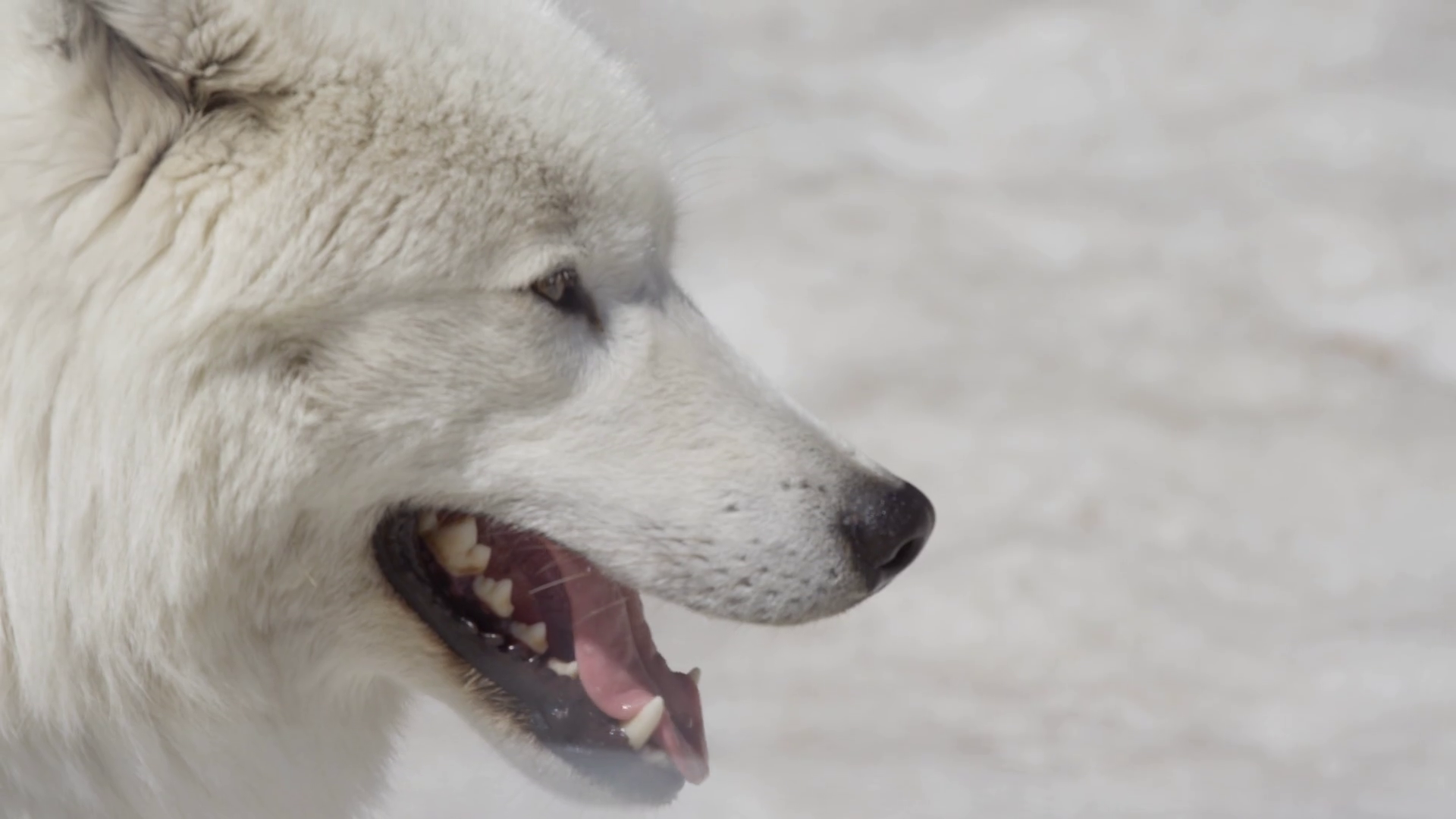 Canadian Wildlife - Panting Arctic Wolf Side Stock Footage SBV ...