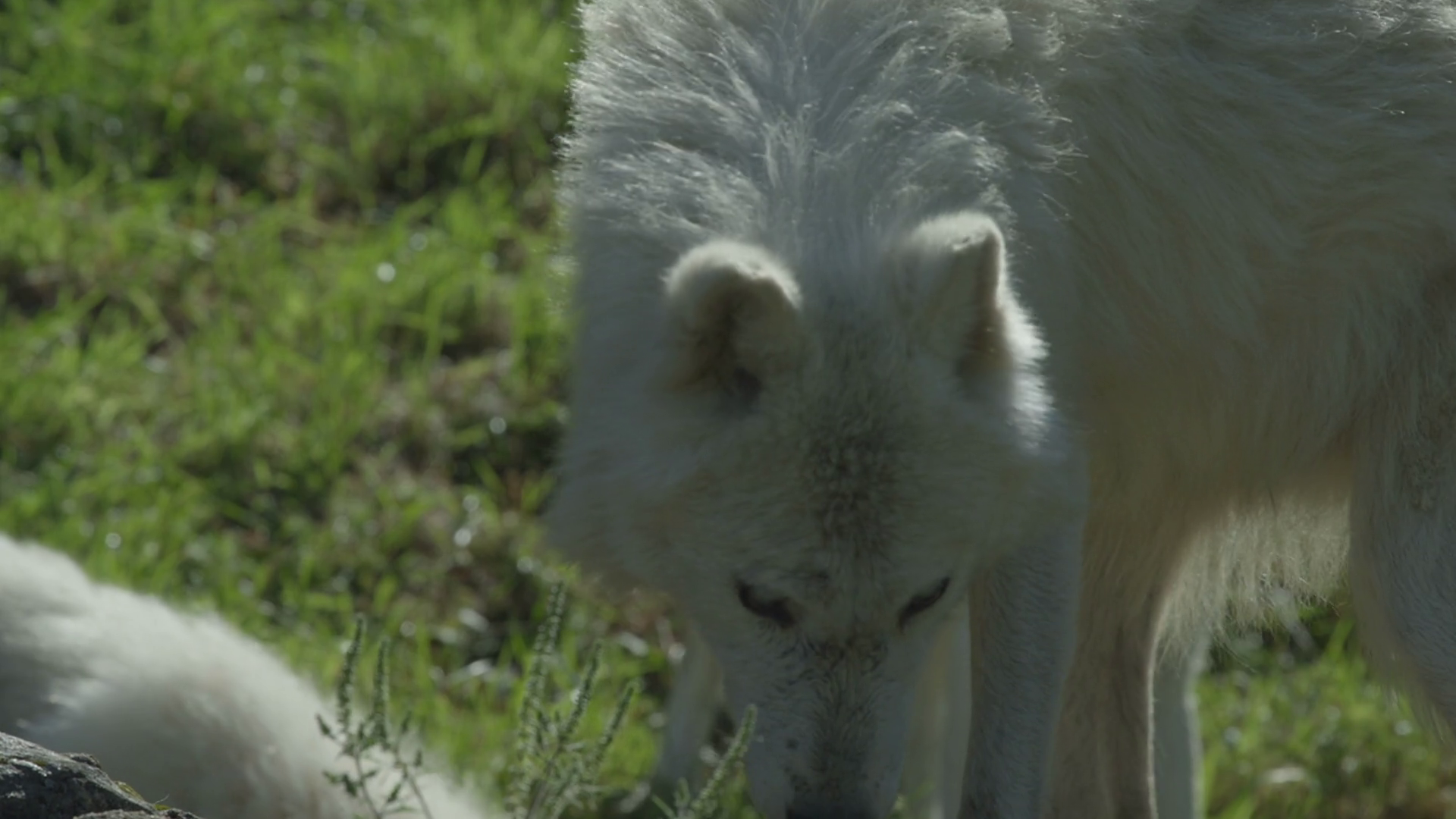Canadian Wildlife Blind Elderly Wolf With Stock Footage SBV-348501544 ...