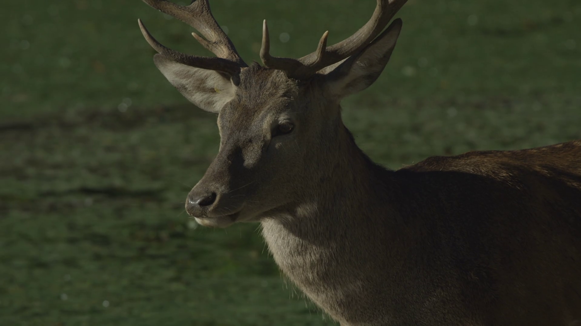 Canadian Wildlife Close Up Antlers On Big Stock Footage SBV-348501546 ...