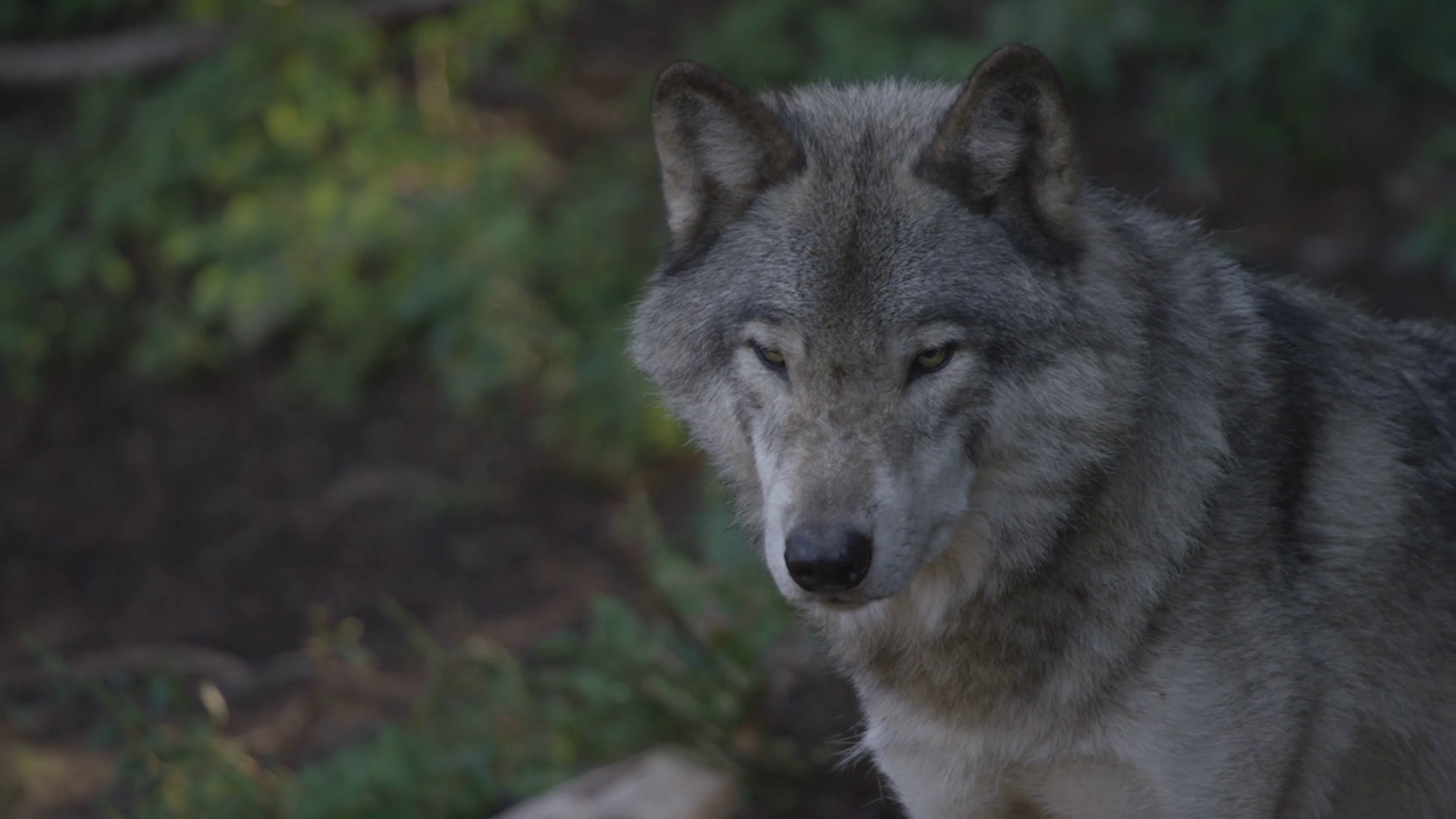 Canadian Wildlife Close Up Wolf In Woods 1 1 Stock Footage SBV ...