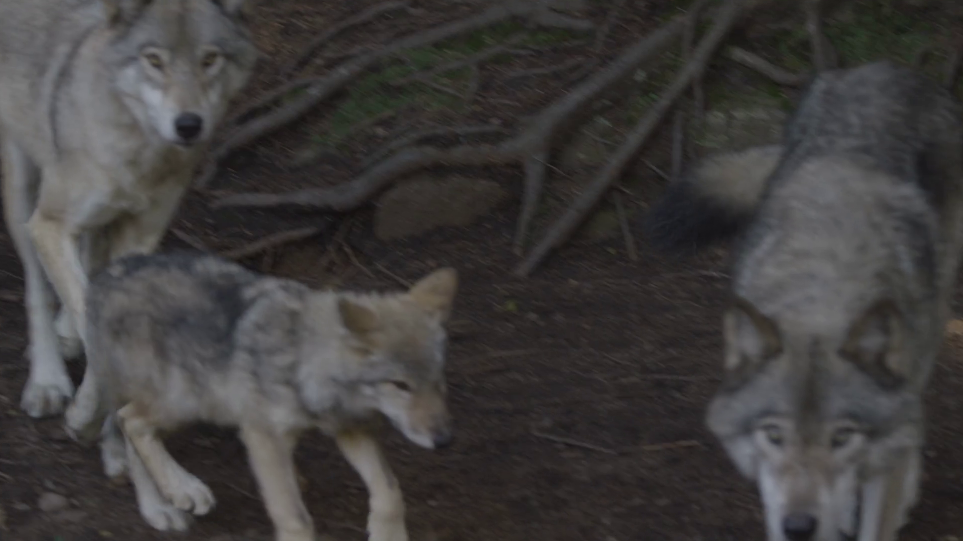 Canadian Wildlife Pack Of Wolves On Move 1 Stock Footage SBV-348501580 ...