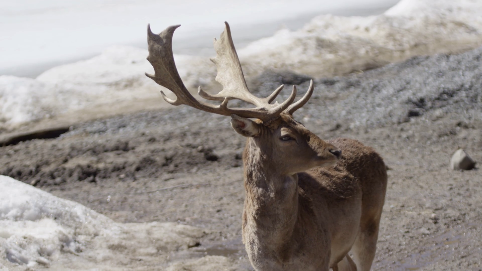 Canadian Wildlife Red Deer Turning Head Stock Footage SBV-348565794 ...