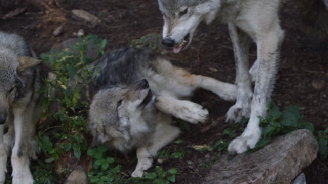 Vicious Animals Stock Footage: Royalty-Free Video Clips - Storyblocks