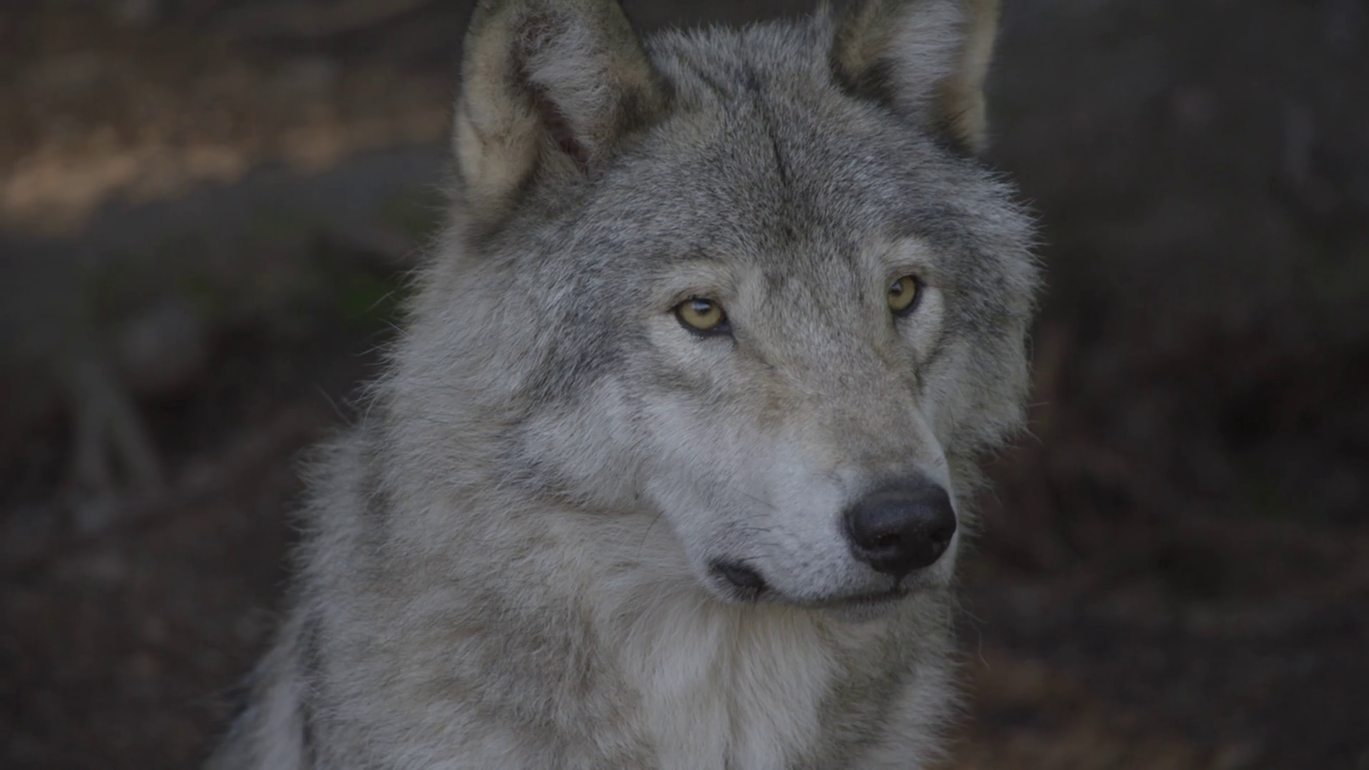 Canadian Wildlife Static Portrait Of Stock Footage SBV-348501595 ...