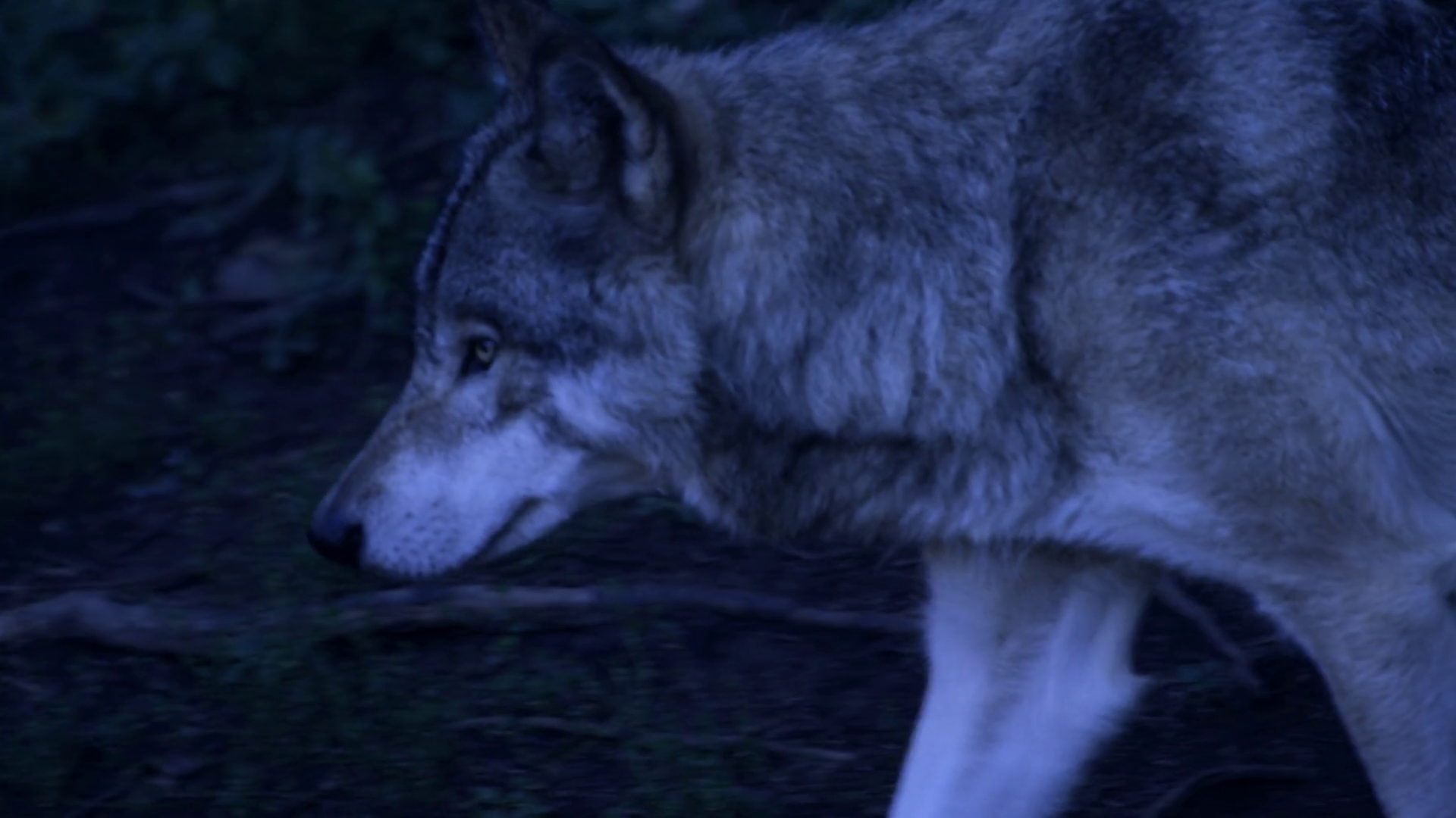 Canadian Wildlife Wolf Stalking At Night In Stock Footage SBV-348501612 - Storyblocks