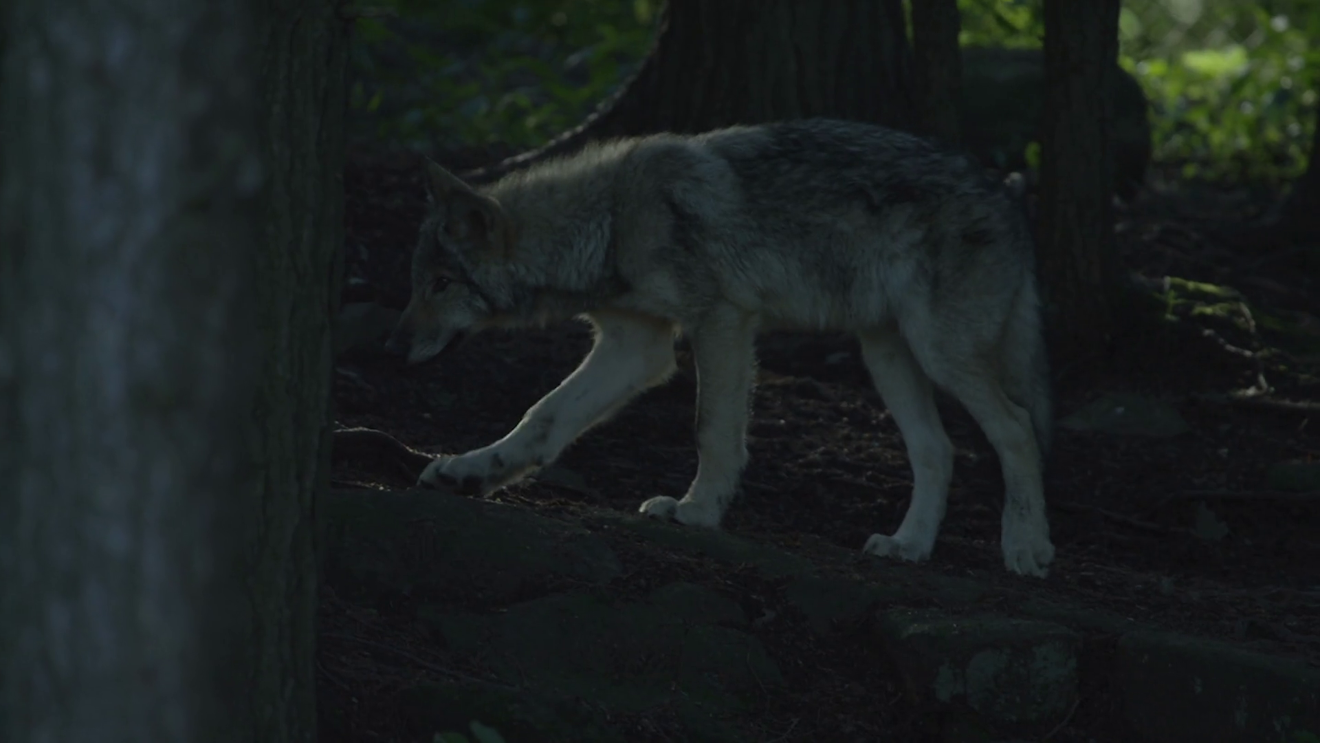 Canadian Wildlife Wolf Walking Through Woods Stock Footage SBV ...