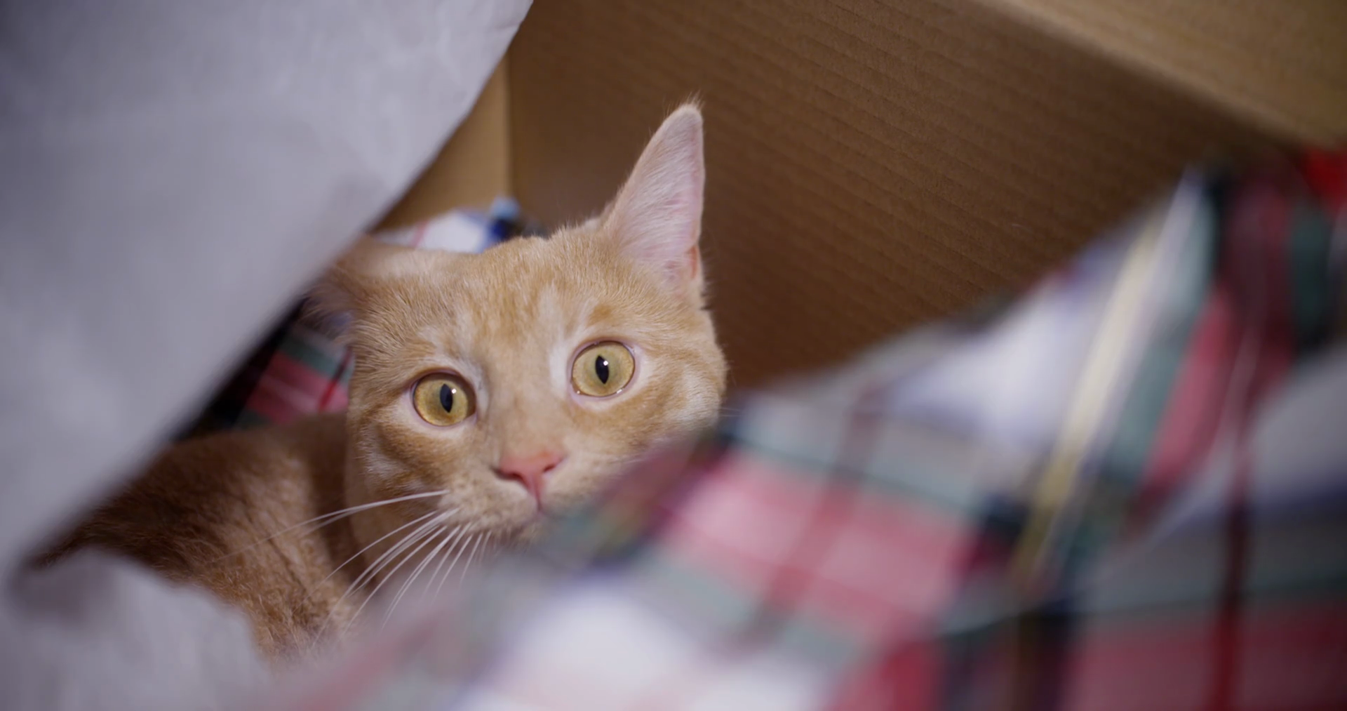 Cat Jumping Out Of Christmas Box Close Up Stock Footage SBV-347717796 ...