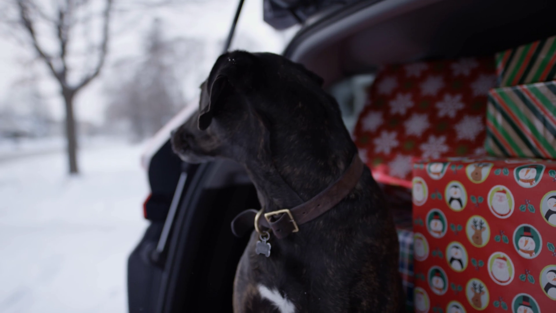 Christmas Scene Close Up Christmas Dog In Stock Footage SBV-347718155 ...