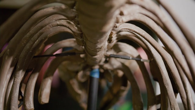 Rib Cage Stock Footage: Royalty-Free Video Clips - Storyblocks