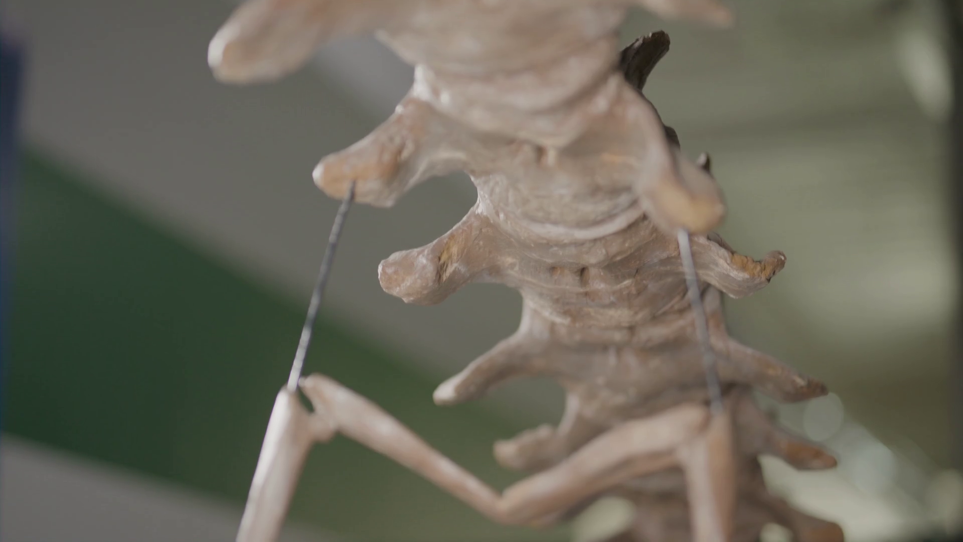 Chrysocetus Fouadasii Skeleton Aquatic Stock Footage SBV-348753764 ...