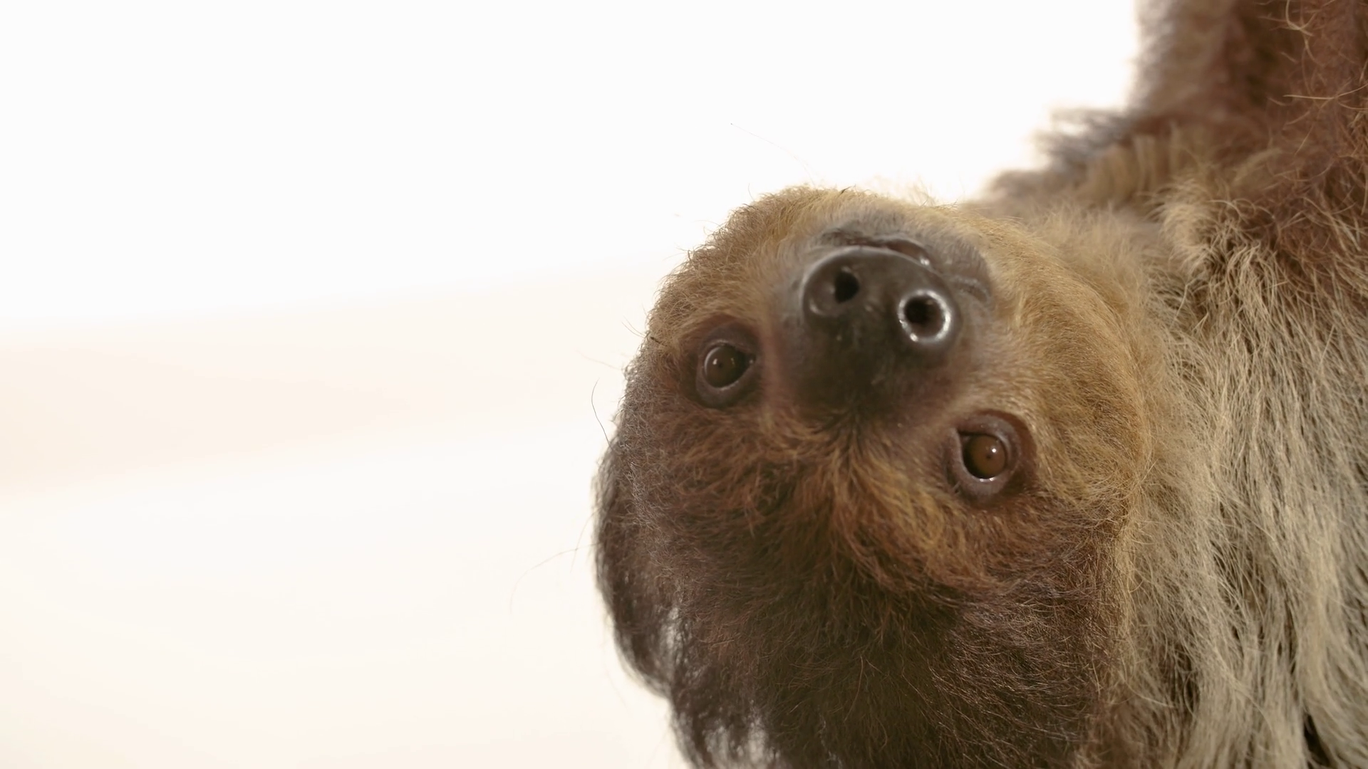 Close Up Face Of Sloth On White Background Stock Footage SBV-347454851 ...