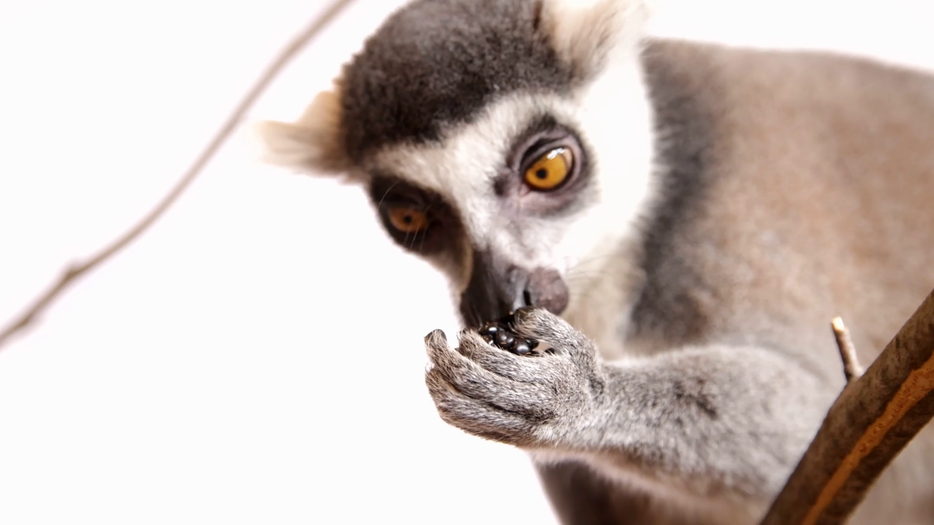 Close Up Lemur Eating On White Background Stock Footage SBV-347454852 ...