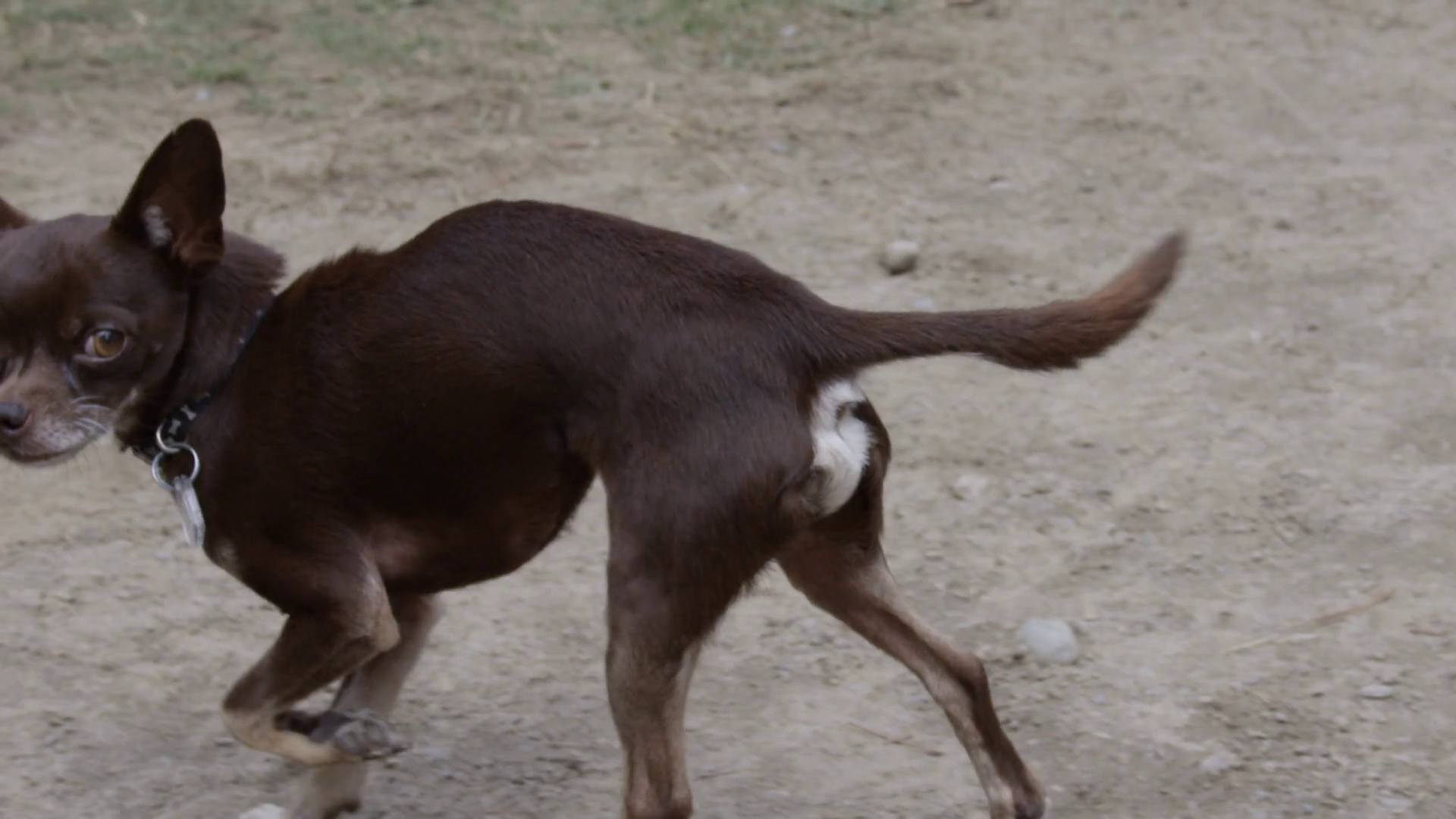 Cute Dogs Chihuahua Scared Running Away Stock Footage SBV-347718234 ...