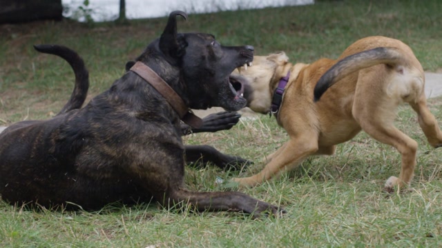 Dogs Fighting Stock Footage: Royalty-Free Video Clips - Storyblocks