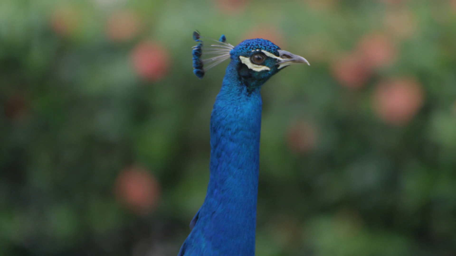 Dominican Resort Slow Motion Peacock Side Stock Footage SBV-347718434 ...