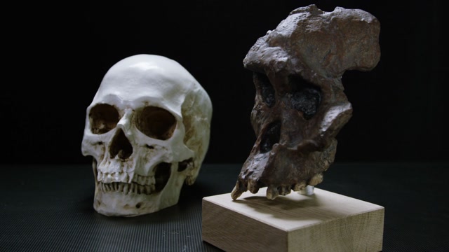 Evolution Of Human Stock Footage: Royalty-Free Video Clips - Storyblocks