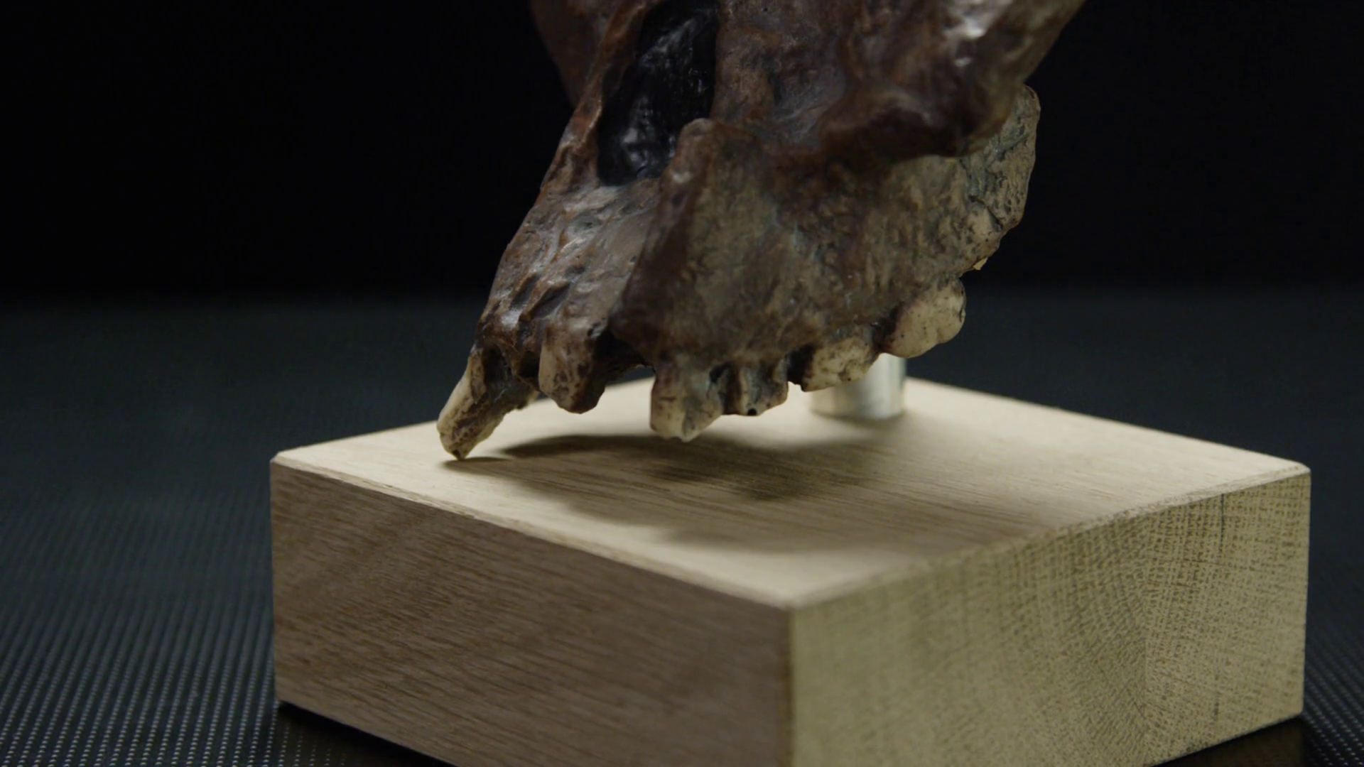 Evolution Of Humans Cavemen Skull Stock Footage SBV-347704586 - Storyblocks