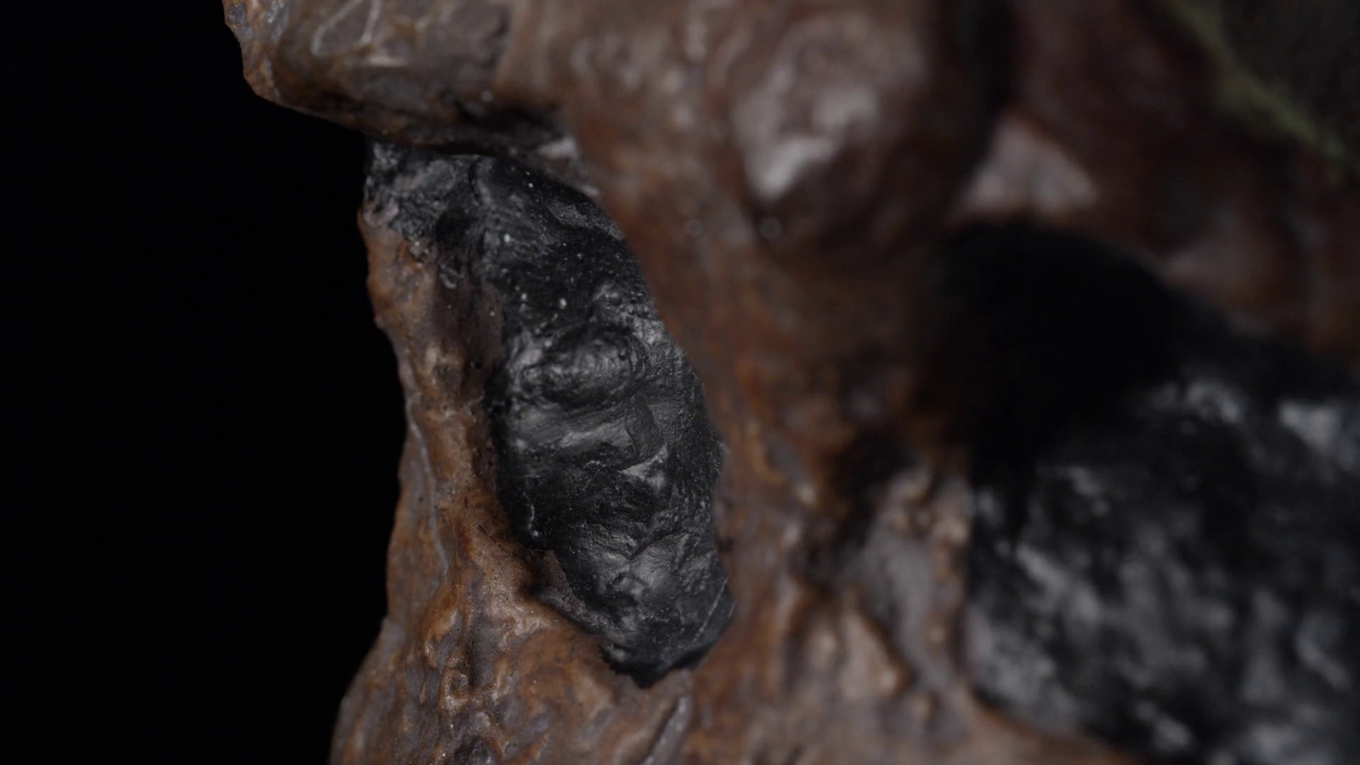 Evolution Of Humans Cavemen Skull Stock Footage SBV-347704606 - Storyblocks