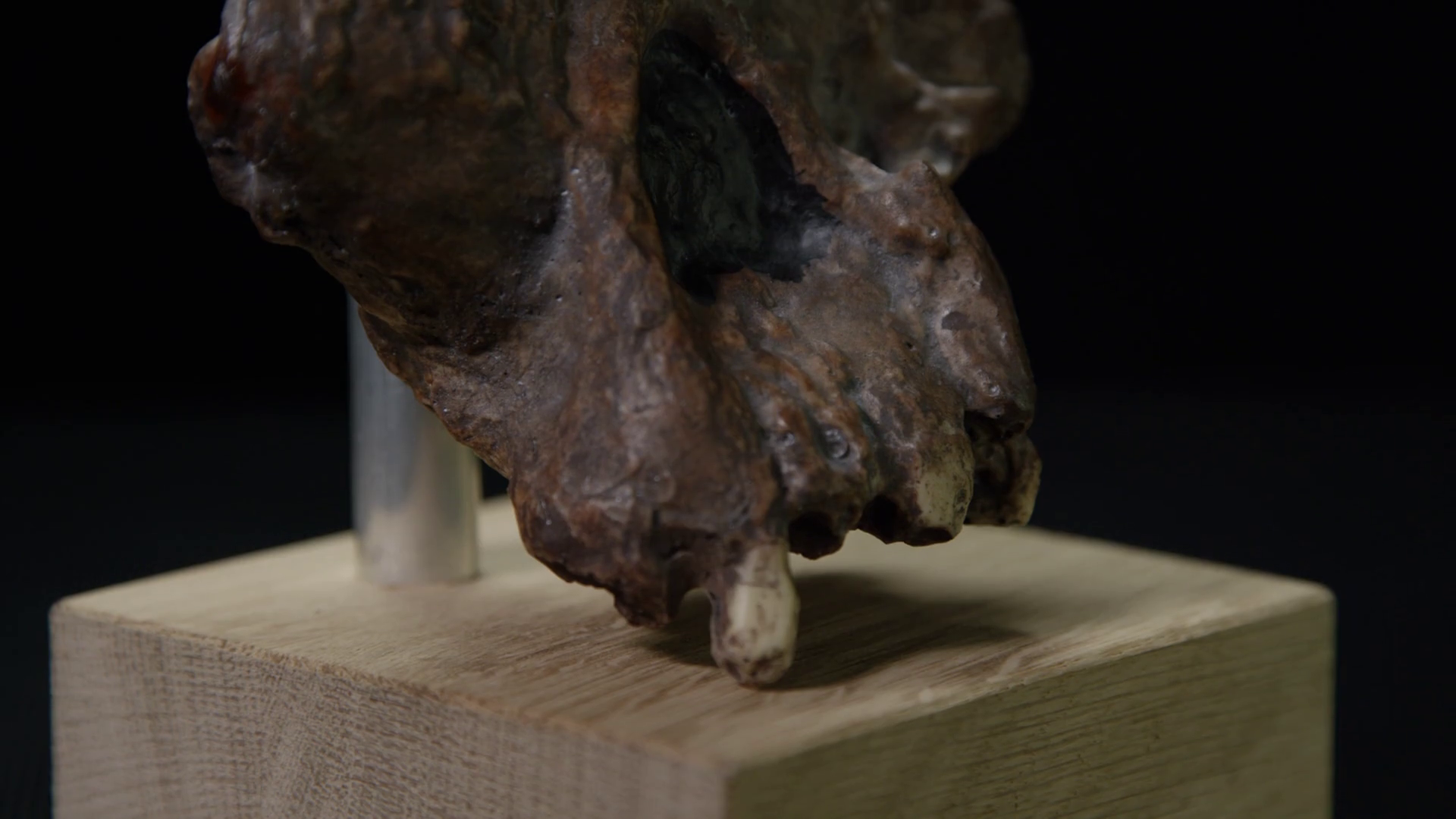 Evolution Of Humans Cavemen Skull Stock Footage SBV-347704611 - Storyblocks