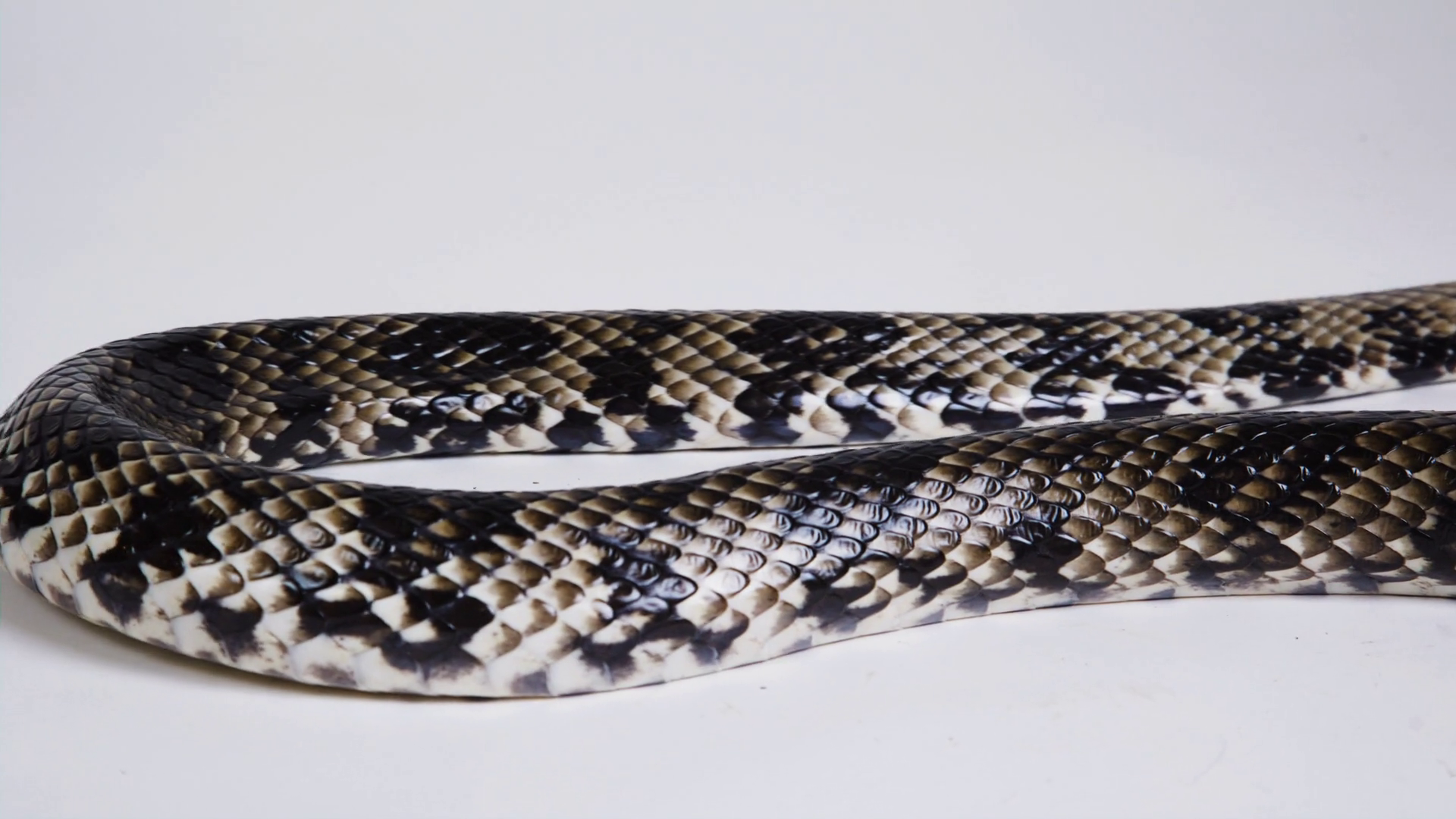 False Water Cobra Close Up Slither Stock Footage SBV-348654962 ...