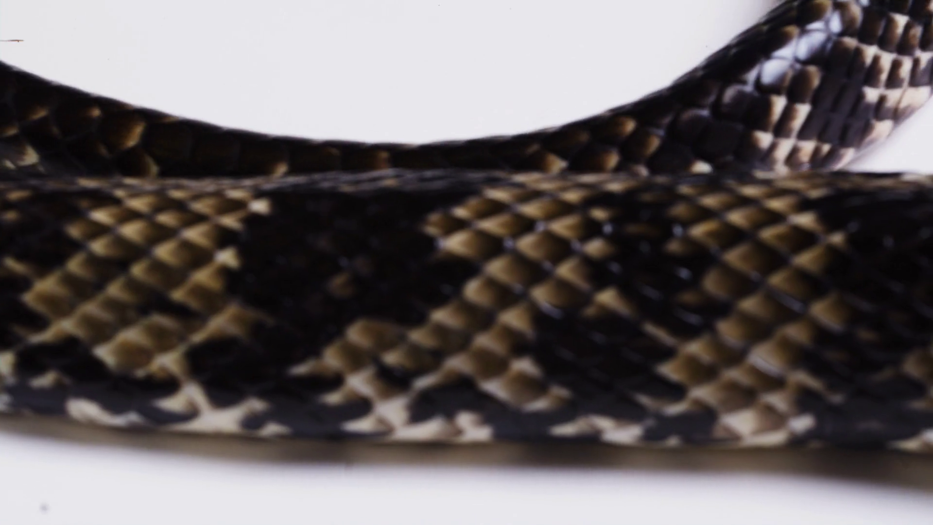 False Water Cobra Pattern On Scales Close Up Stock Footage SBV ...