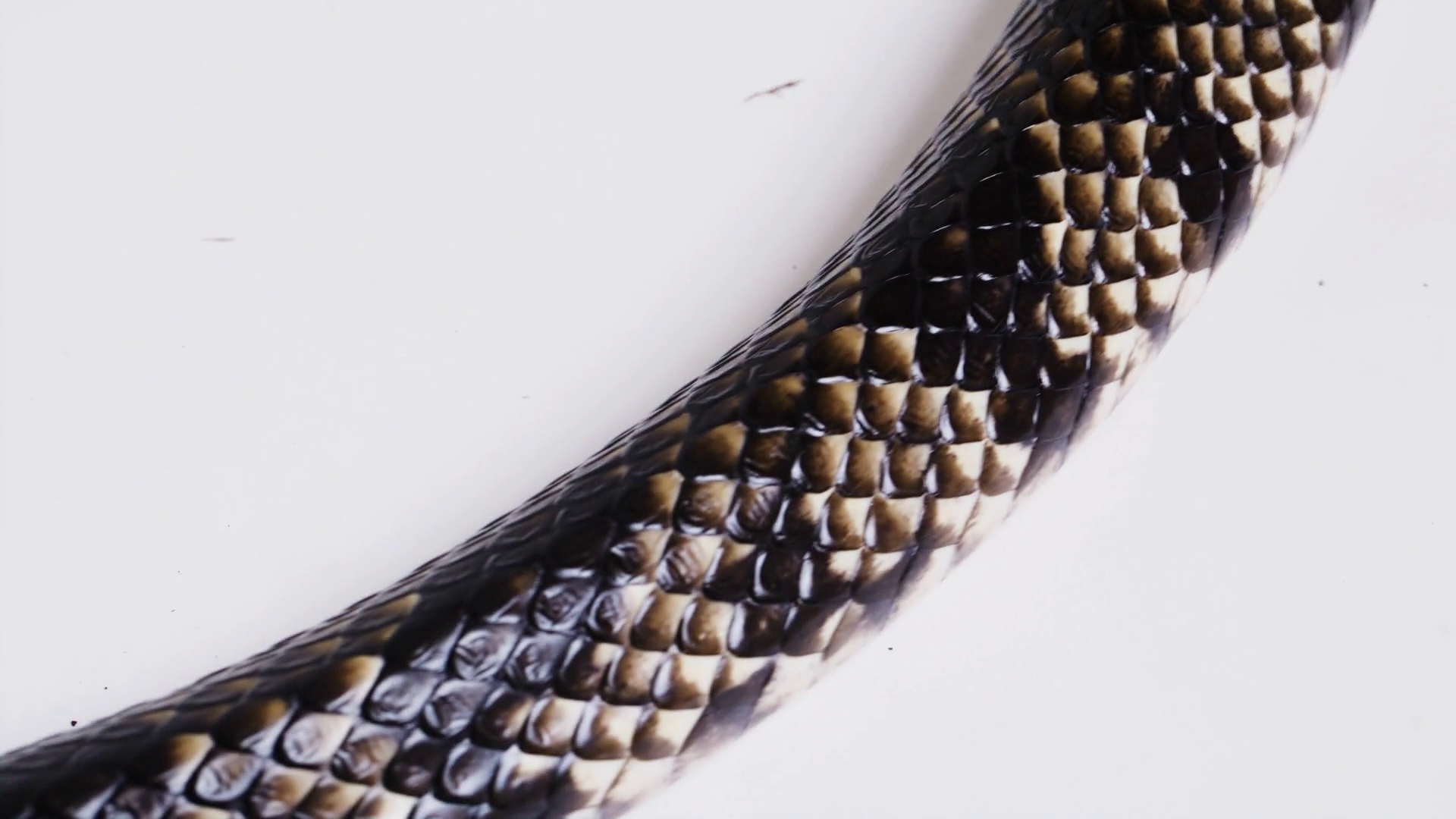 False Water Cobra Scales Macro Close Up Stock Footage SBV-348654949 ...