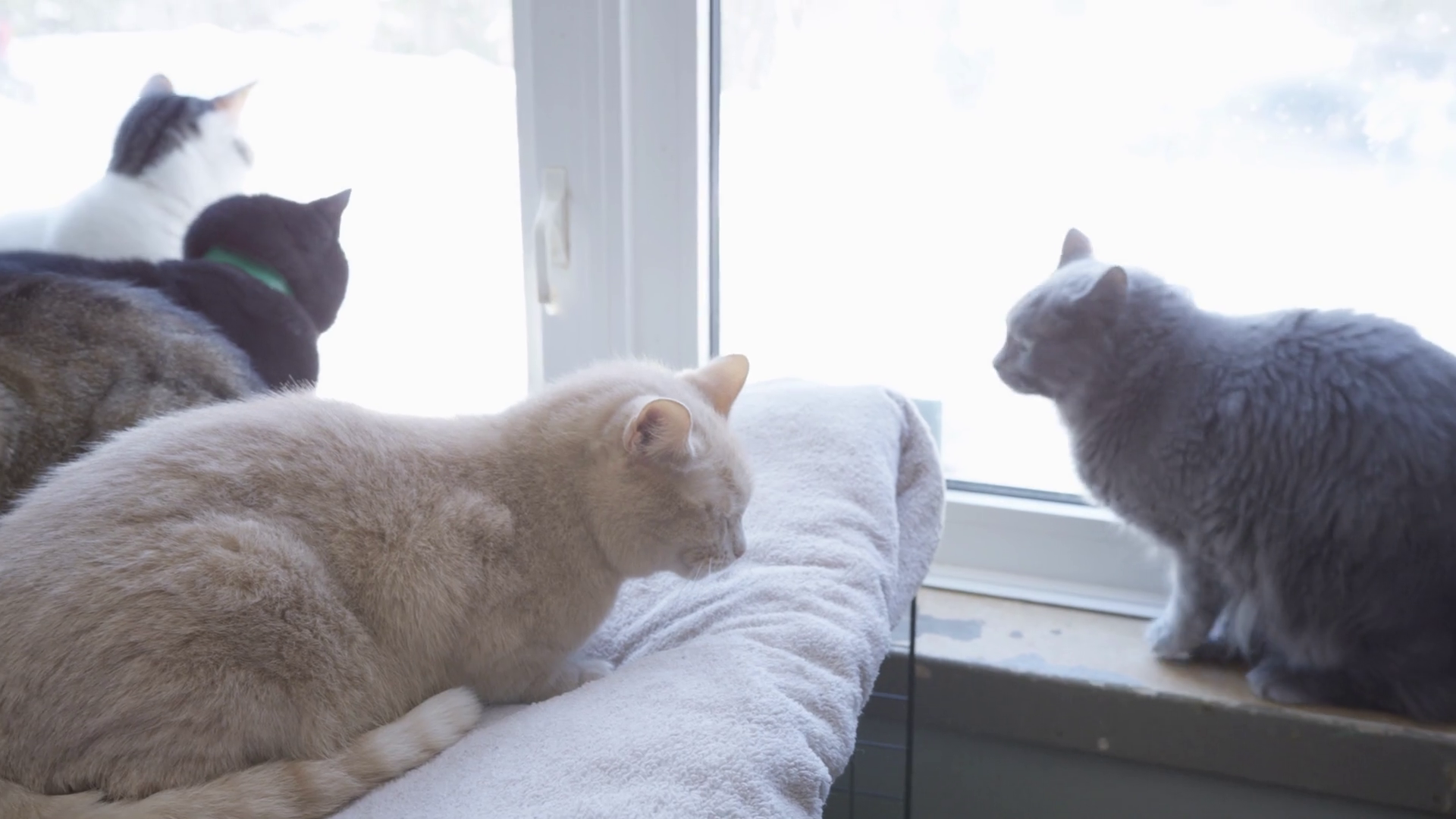 Feline Rescue Cats In Sanctuary Cats N Stuff Stock Footage SBV ...
