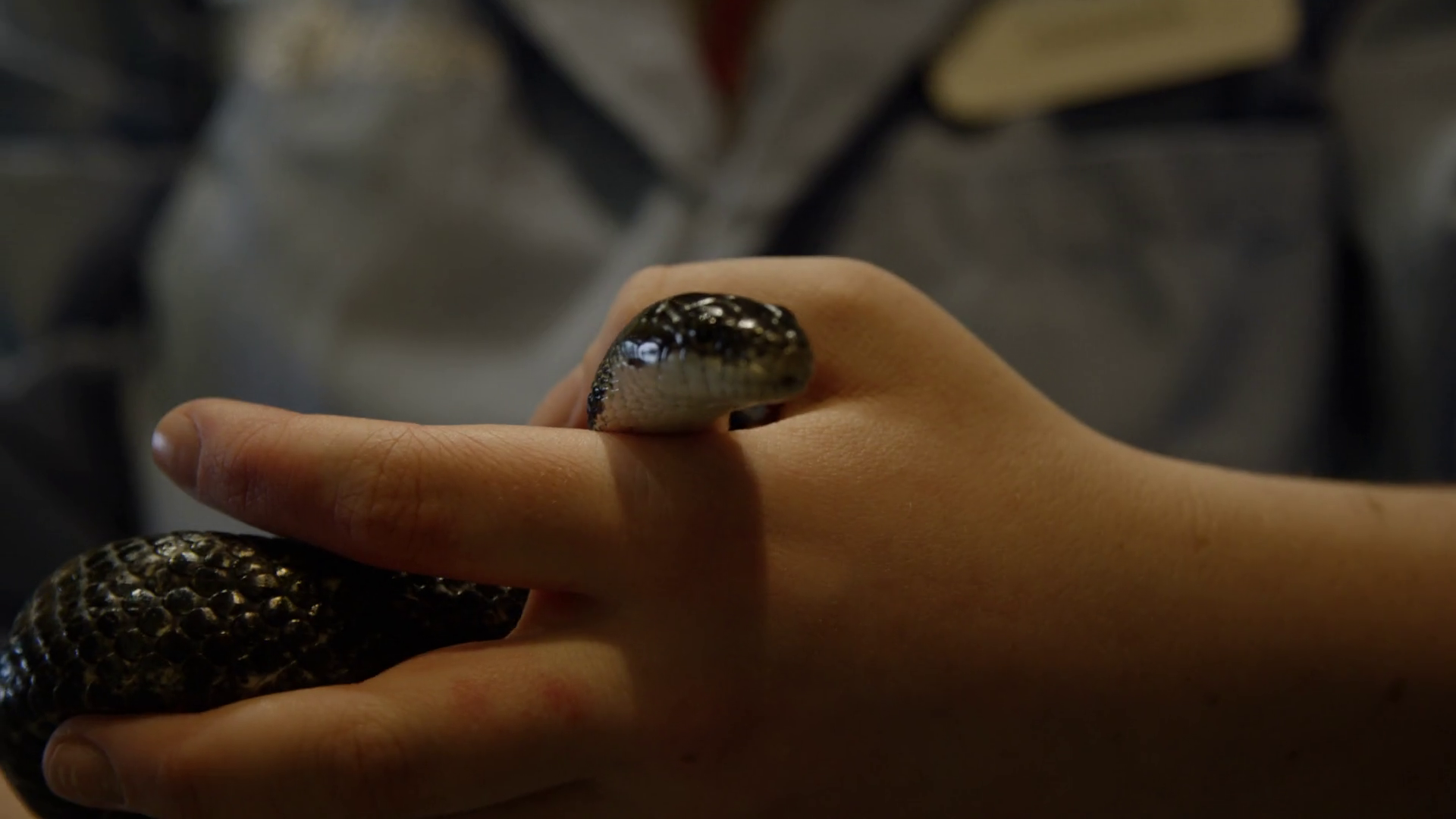 High School Co Op Learning Snake 2 Stock Footage SBV-347751025 ...