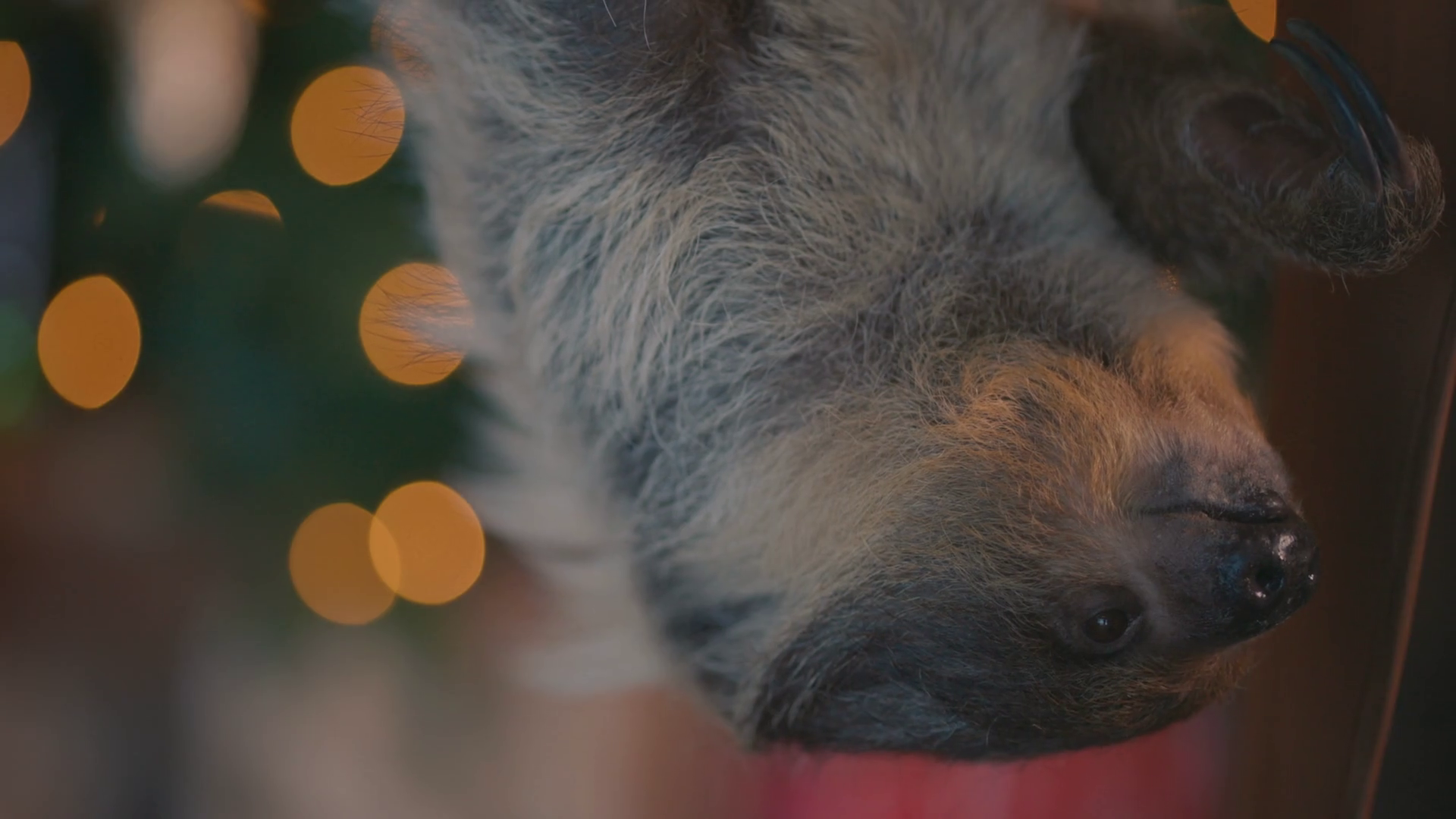 Christmas At Zoo Sloth Climbing In Front Of Stock Footage SBV-348498781 ...