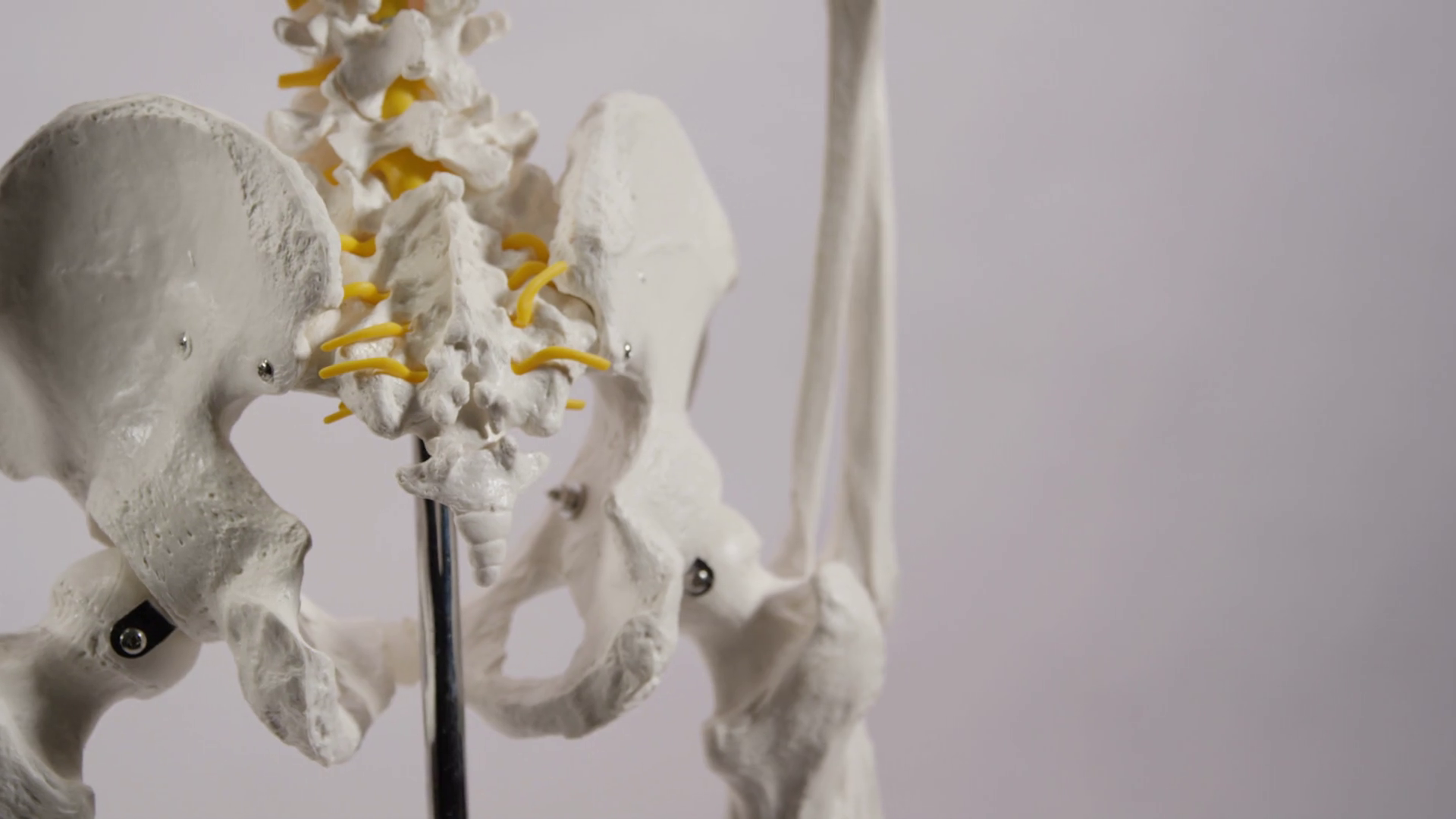 Human Anatomy Medical Skeleton Back Of Stock Footage SBV-347709932 ...