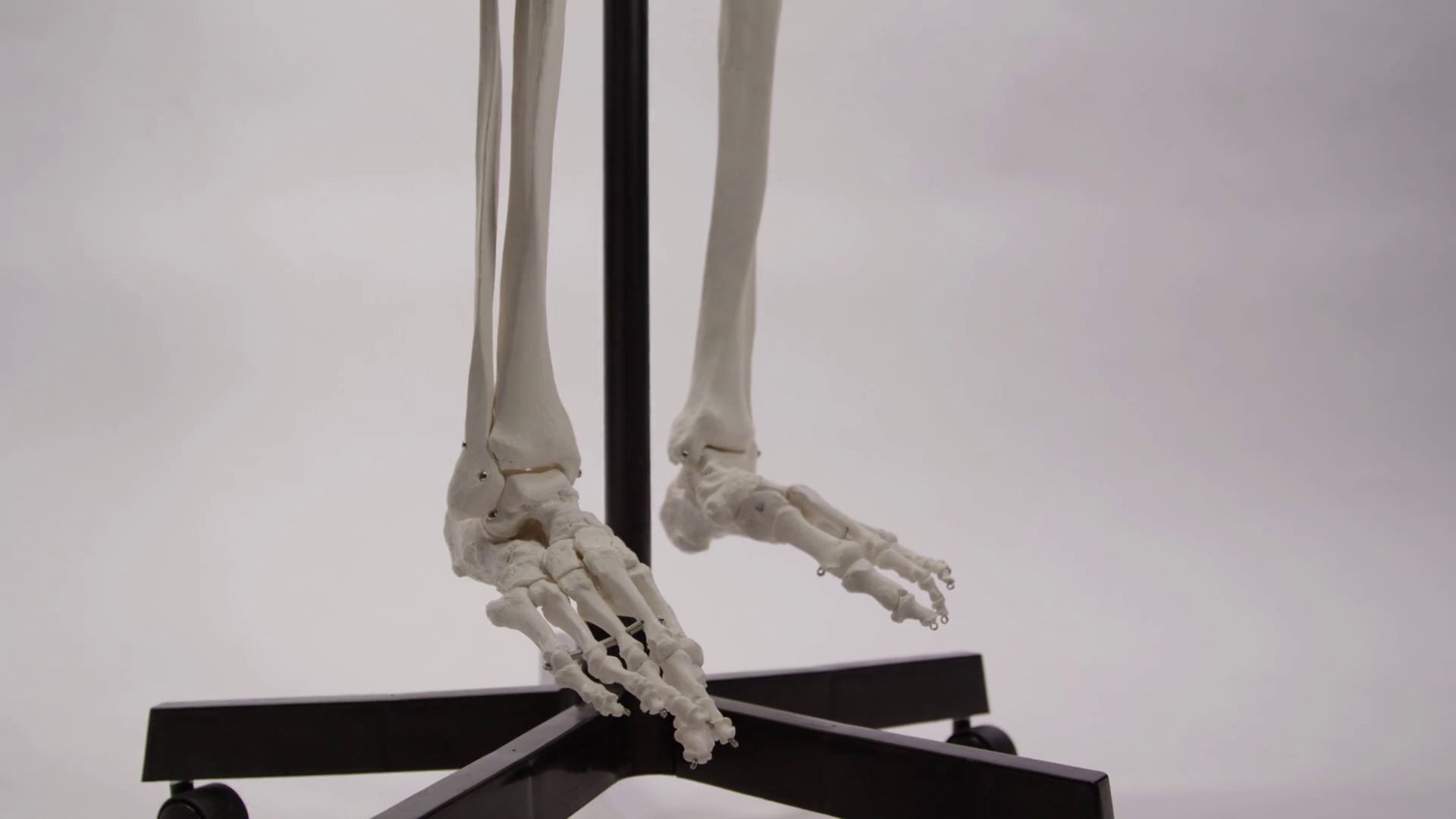 Human Anatomy Medical Skeleton Feet To Knees Stock Footage SBV ...