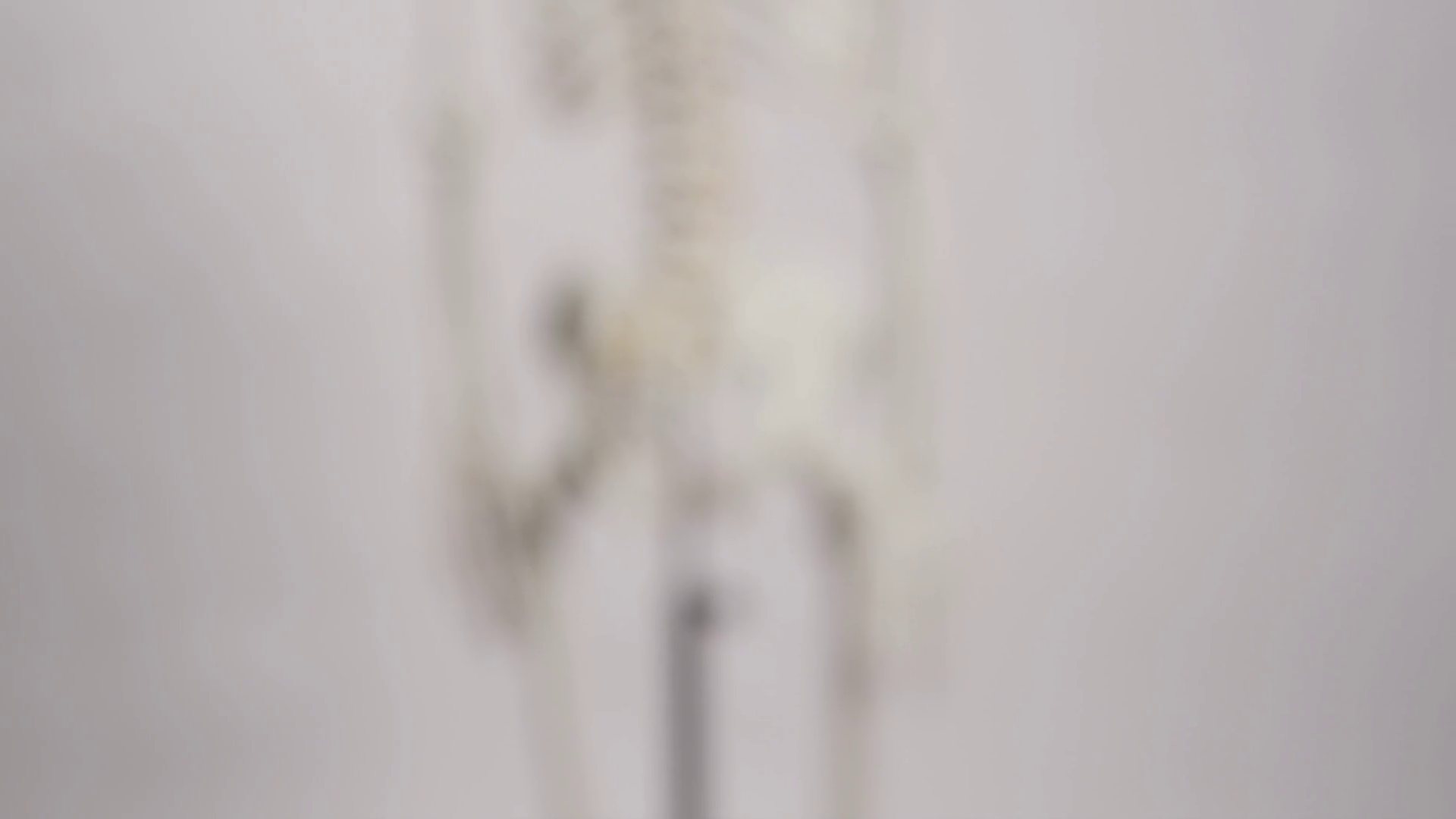 Human Anatomy Medical Skeleton Rack Focus To Stock Footage SBV ...