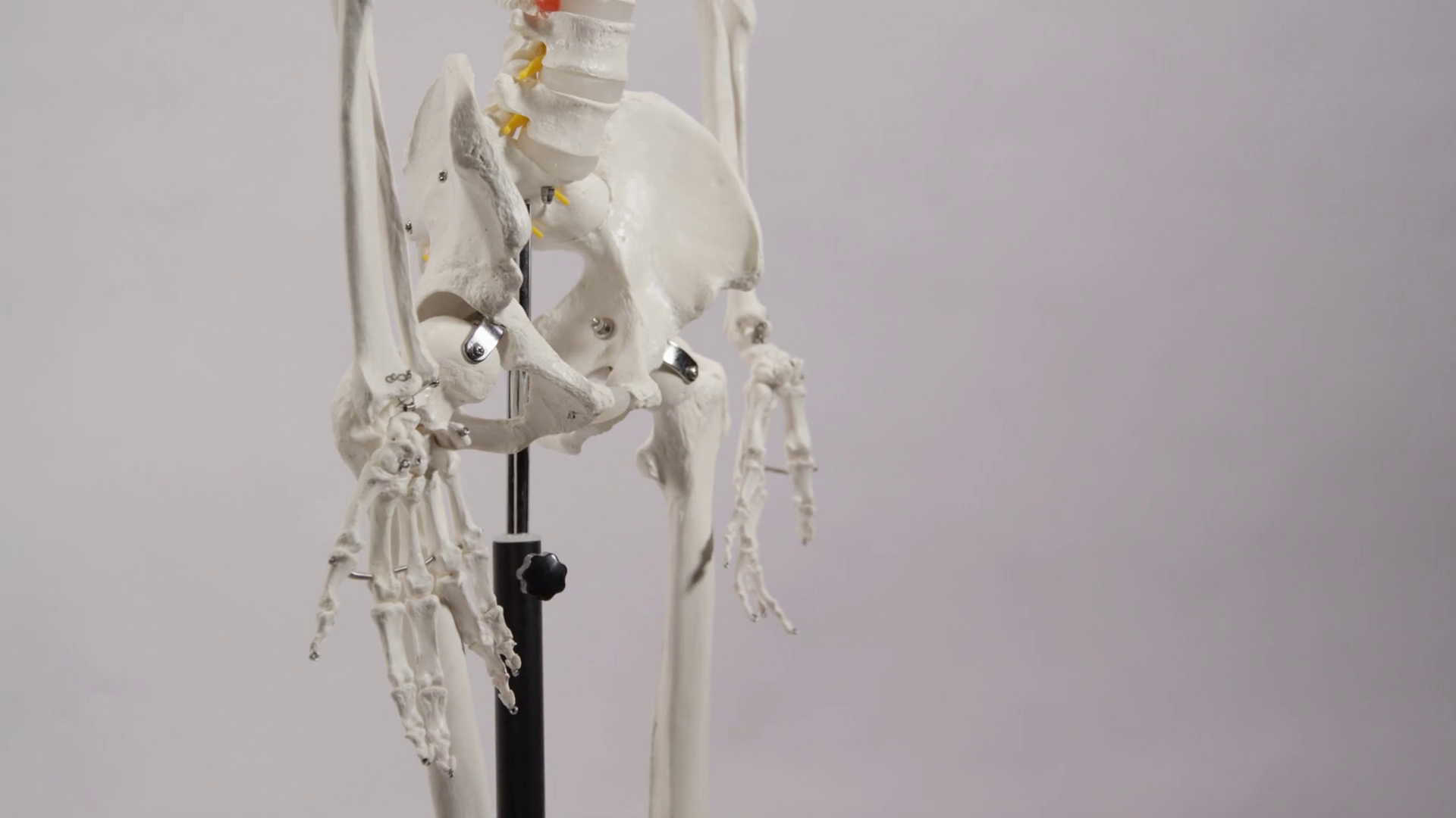 Human Anatomy Medical Skeleton Rotate Pelvis Stock Footage SBV ...