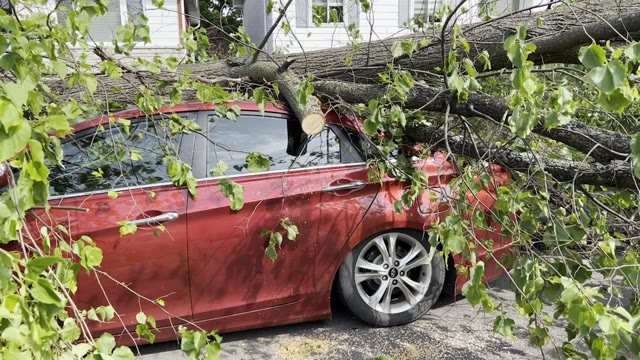 Car Crashing Into Tree Stock Footage: Royalty-Free Video Clips ...