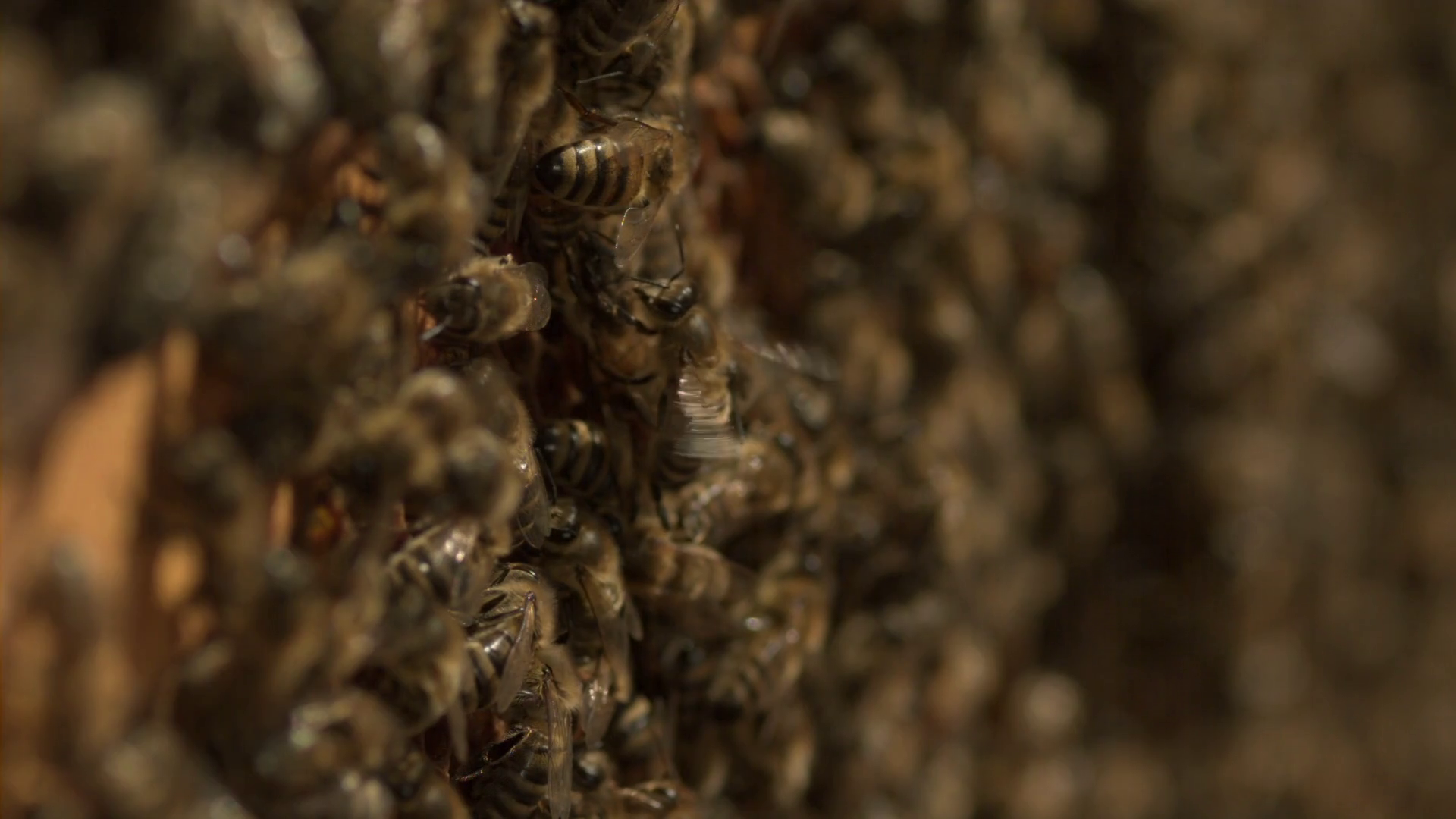 Insects Macro Honey Bees In Hive Slow Motion Stock Footage SBV ...