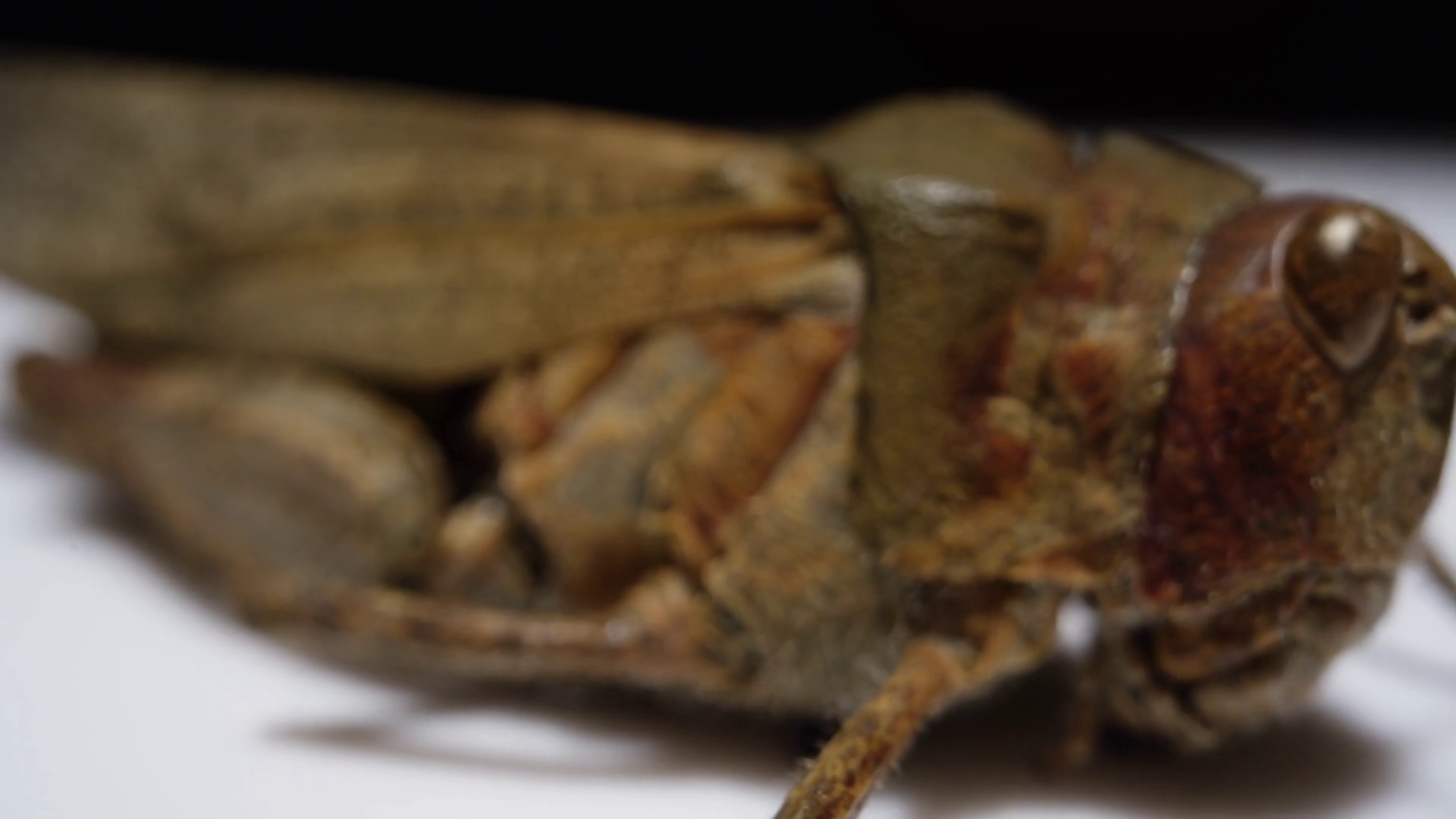 Macro Bug Close Up Macro Of Rotating Stock Footage SBV-348568128 ...