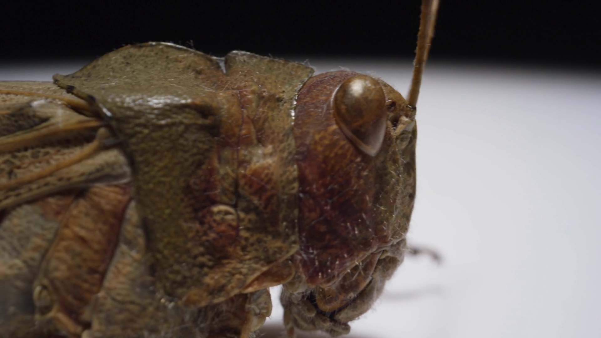 Macro Bug Sliding Shot Reveal Of Grasshopper Stock Footage SBV ...