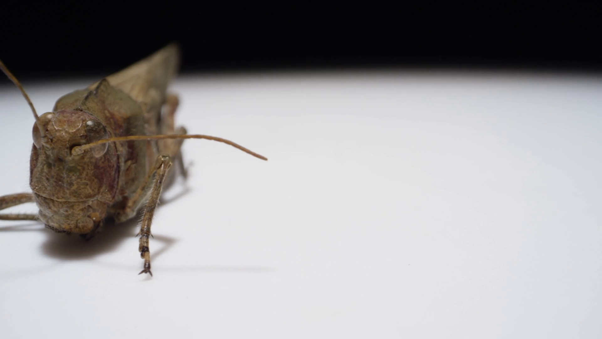 Macro Bug Zoom In To Rotating Grasshopper 1 Stock Footage SBV-348568140 ...