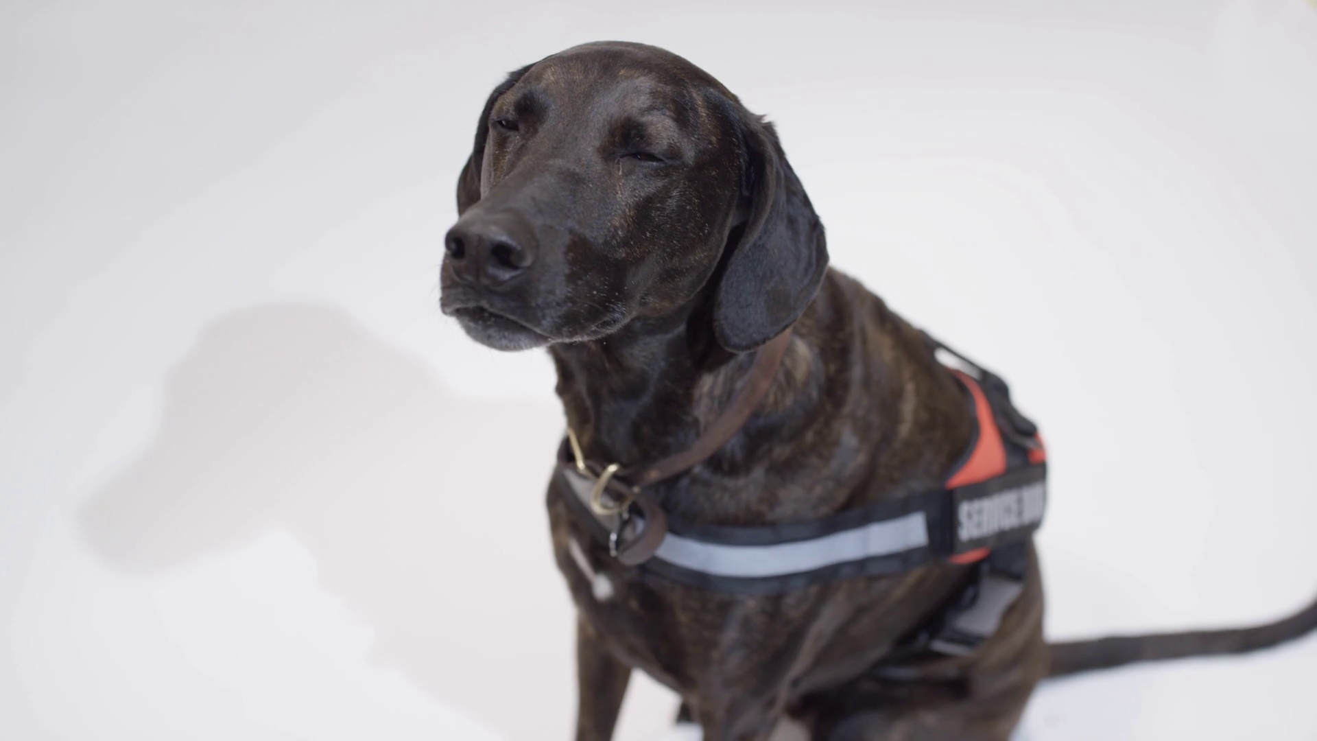 Pet Lifestyle Service Dog Licking Lips On Stock Footage SBV-348785510 ...