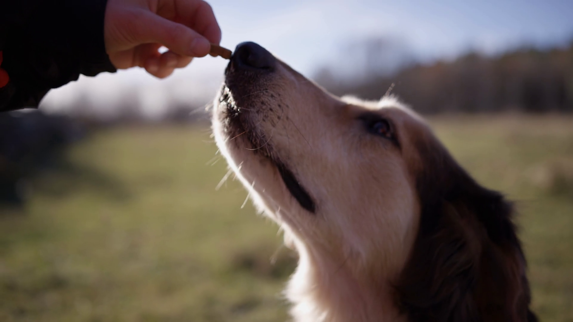 Pet Ownership Close Up Good Dog Taking Treat Stock Footage SBV ...