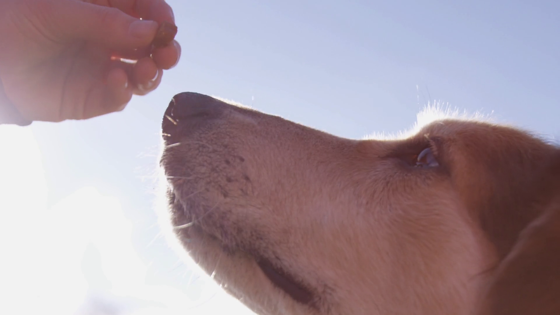 Pet Ownership Close Up Lens Flare Dog Taking Stock Footage SBV ...