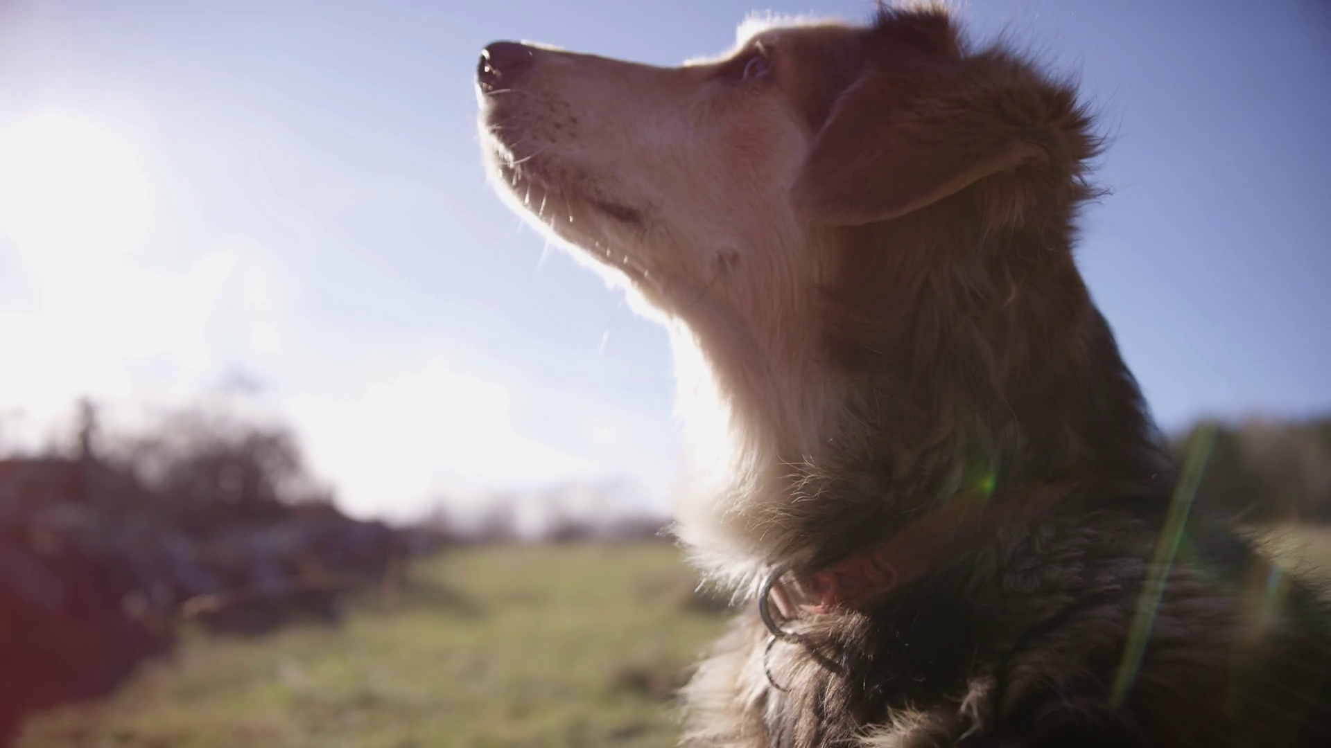 Pet Ownership Lens Flare Dog Licking Lips In Stock Footage SBV ...
