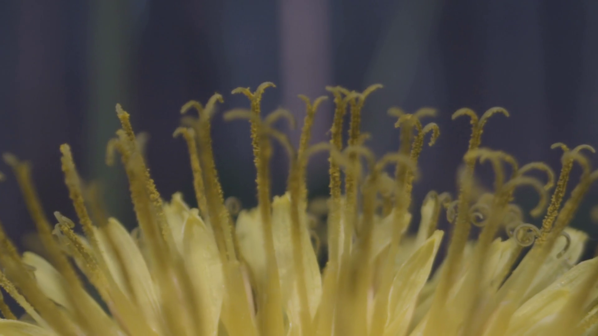 Pollen Allergies - Extreme Close Up Of Stock Footage SBV-348568353 ...