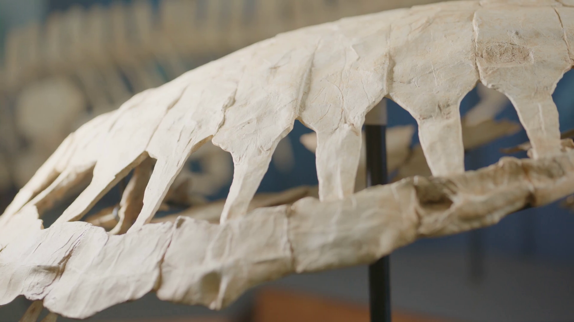 Prehistoric Fossil Turtle Shell On Display Stock Footage SBV-348753778 ...