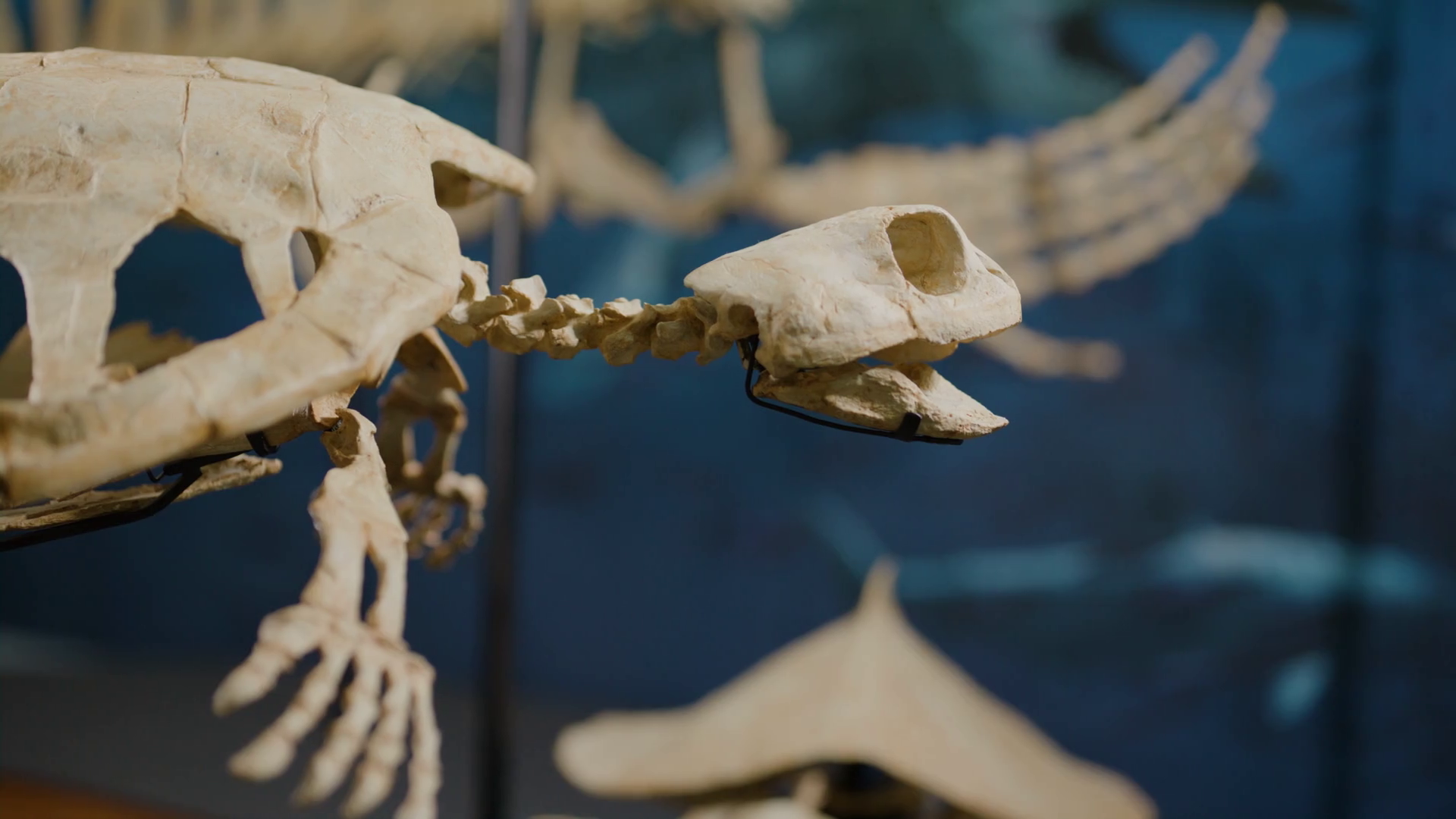 Prehistoric Turtle Skeleton Close Up On Stock Footage SBV-348753780 ...