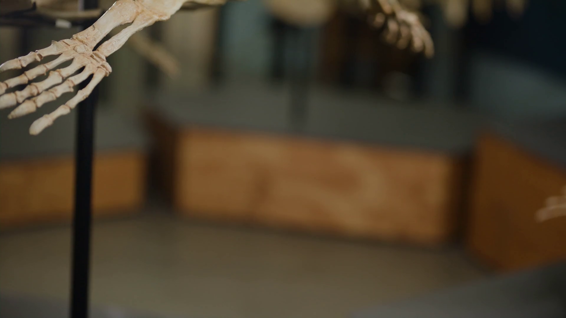 Prehistoric Turtle Skeleton Close Up On Stock Footage SBV-348753781 ...